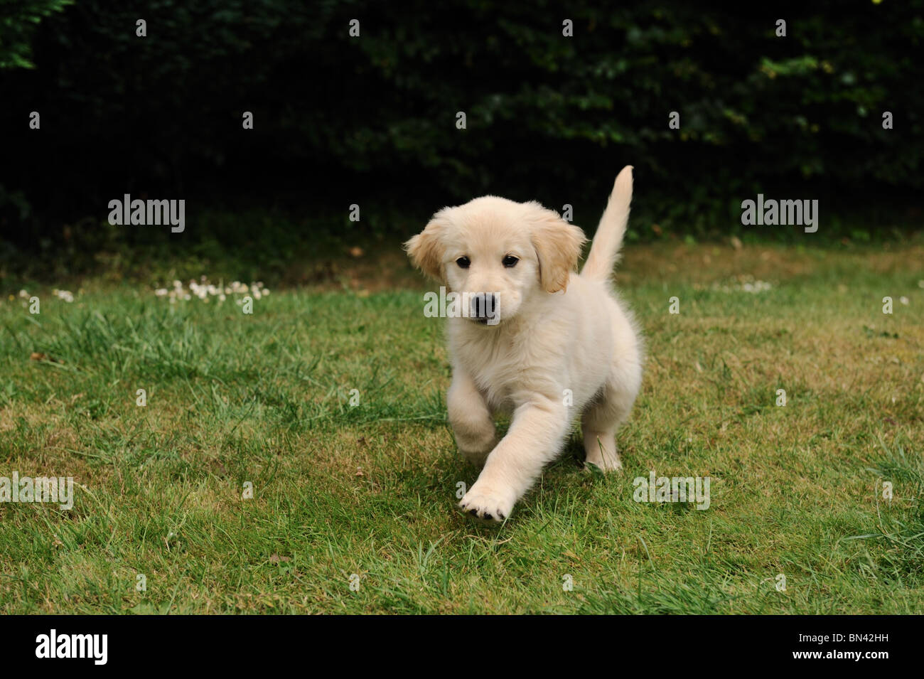 Eight week old golden retriever puppy in the garden Stock Photo - Alamy