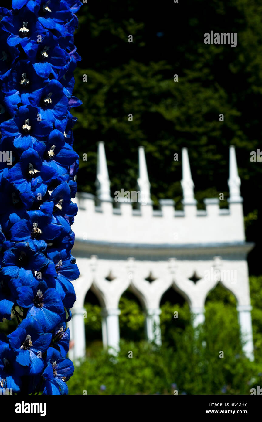 Deep blue Delphiniums in bloom at Painswick Rococo Garden in The ...