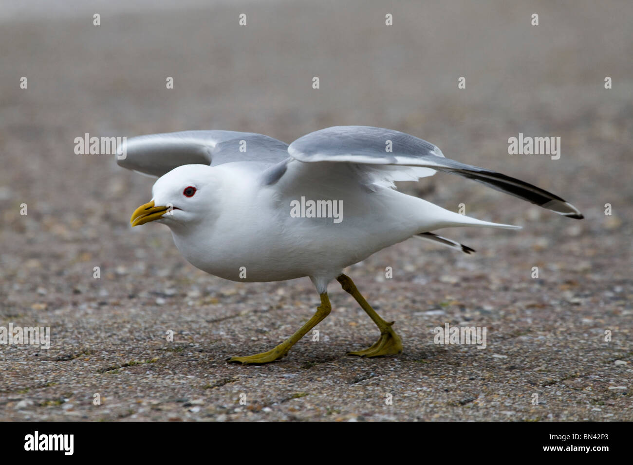 Common Gull; Larus canus Stock Photo - Alamy