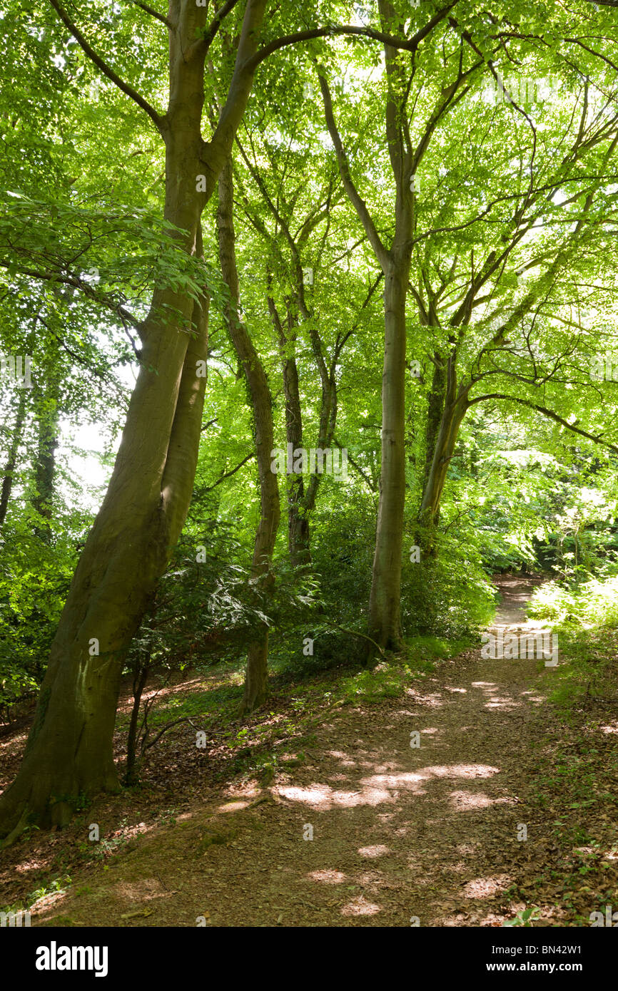 foot path in Selborne Hanger Woods Stock Photo - Alamy