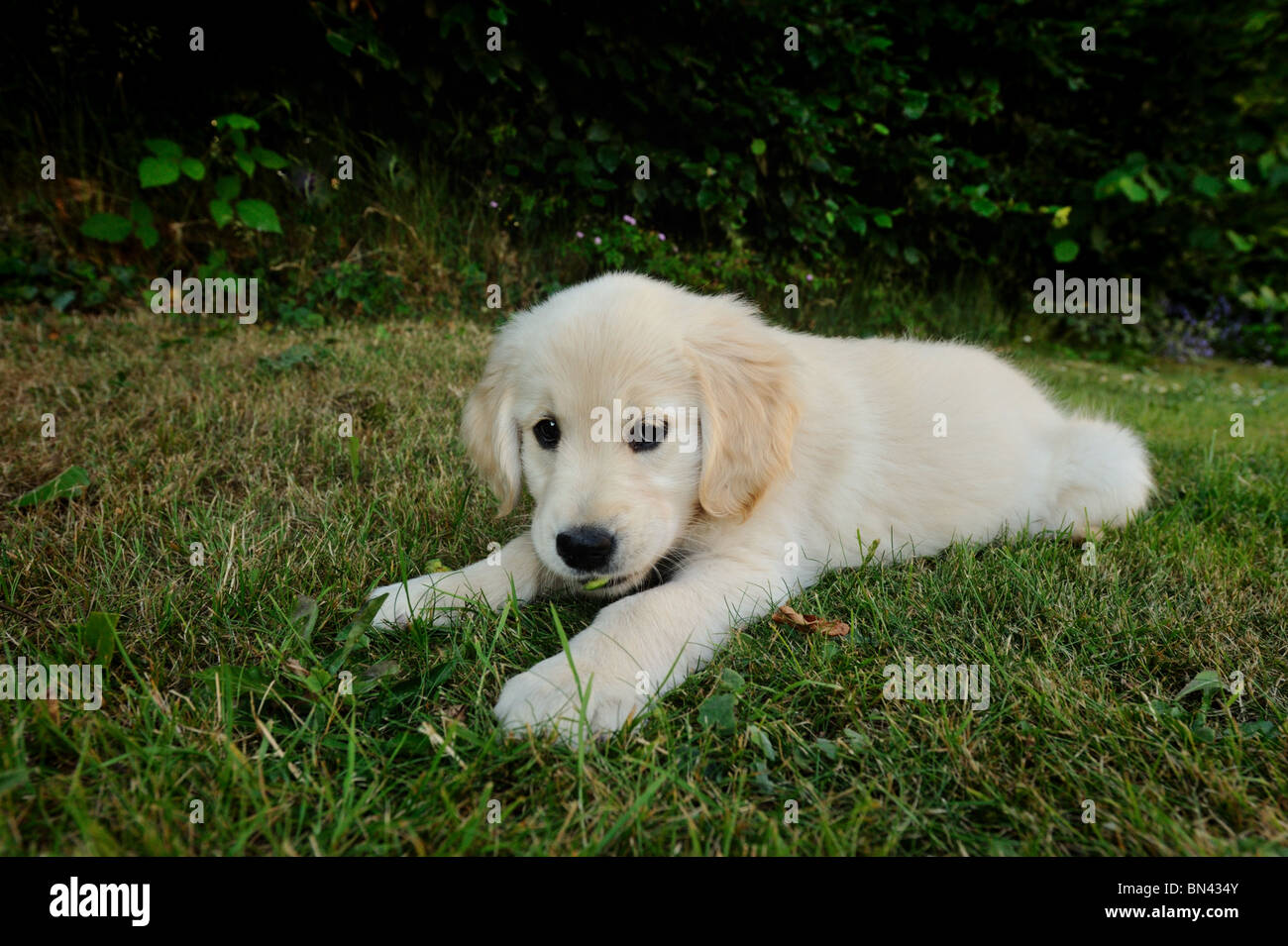 Eight week old golden retriever puppy in the garden Stock Photo - Alamy