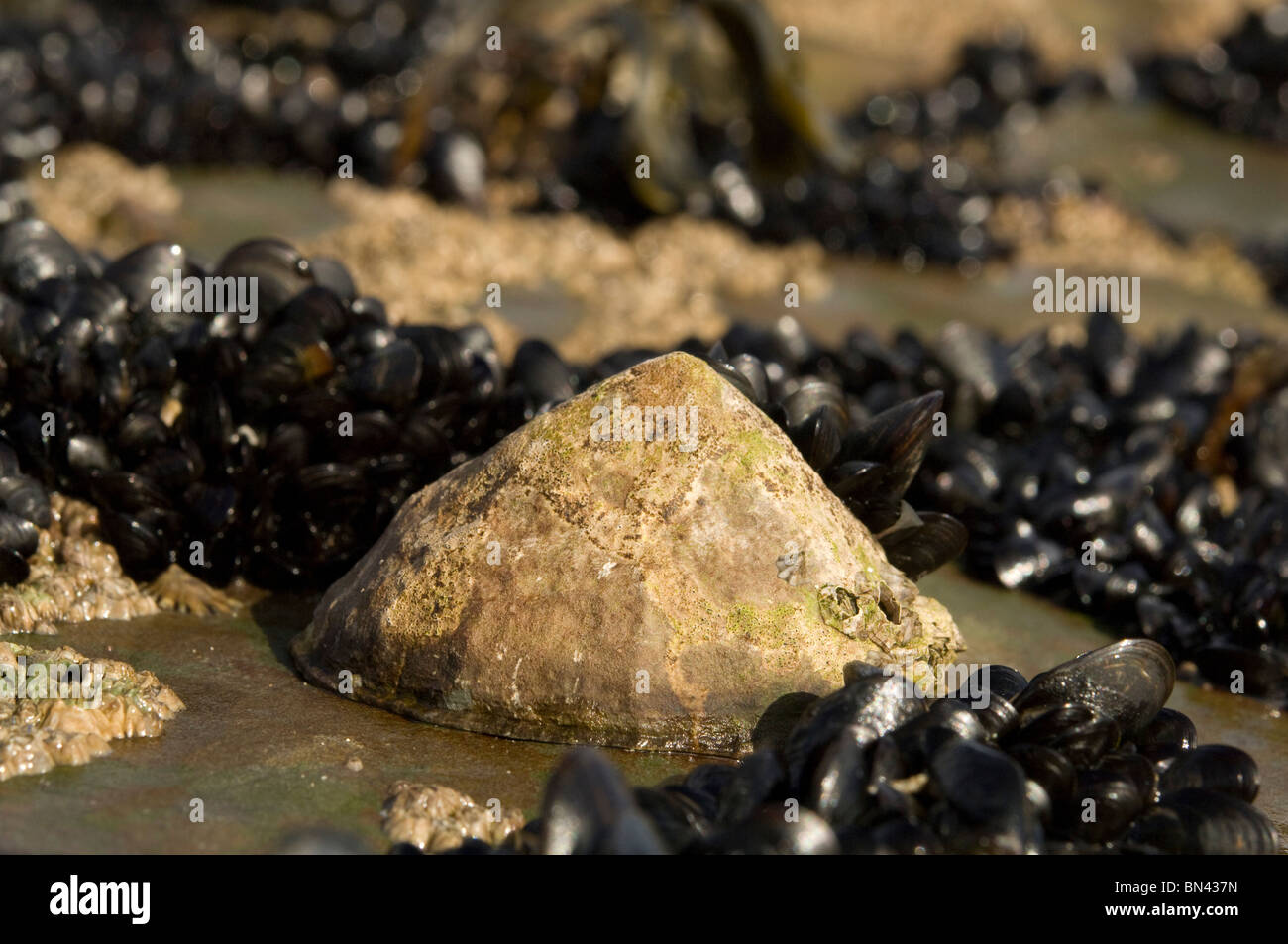 Mussels and limpet, Mytilus edulis, Patella vulgata, intertidal, Broad ...