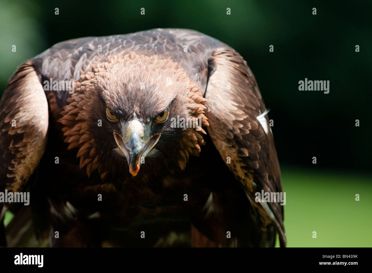 Golden Eagle Stare Stock Photo - Alamy