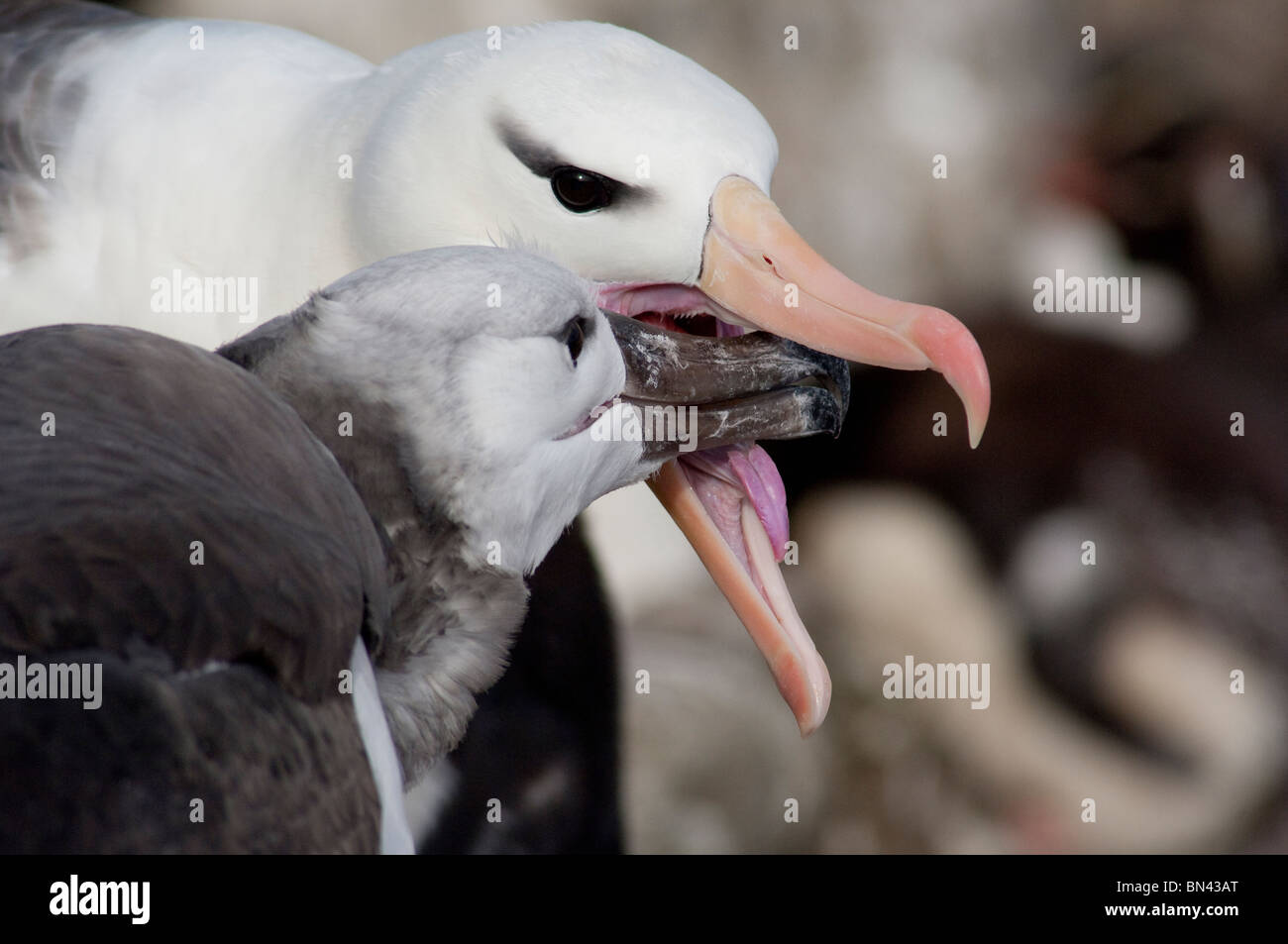 Close up face albatross hi-res stock photography and images - Alamy