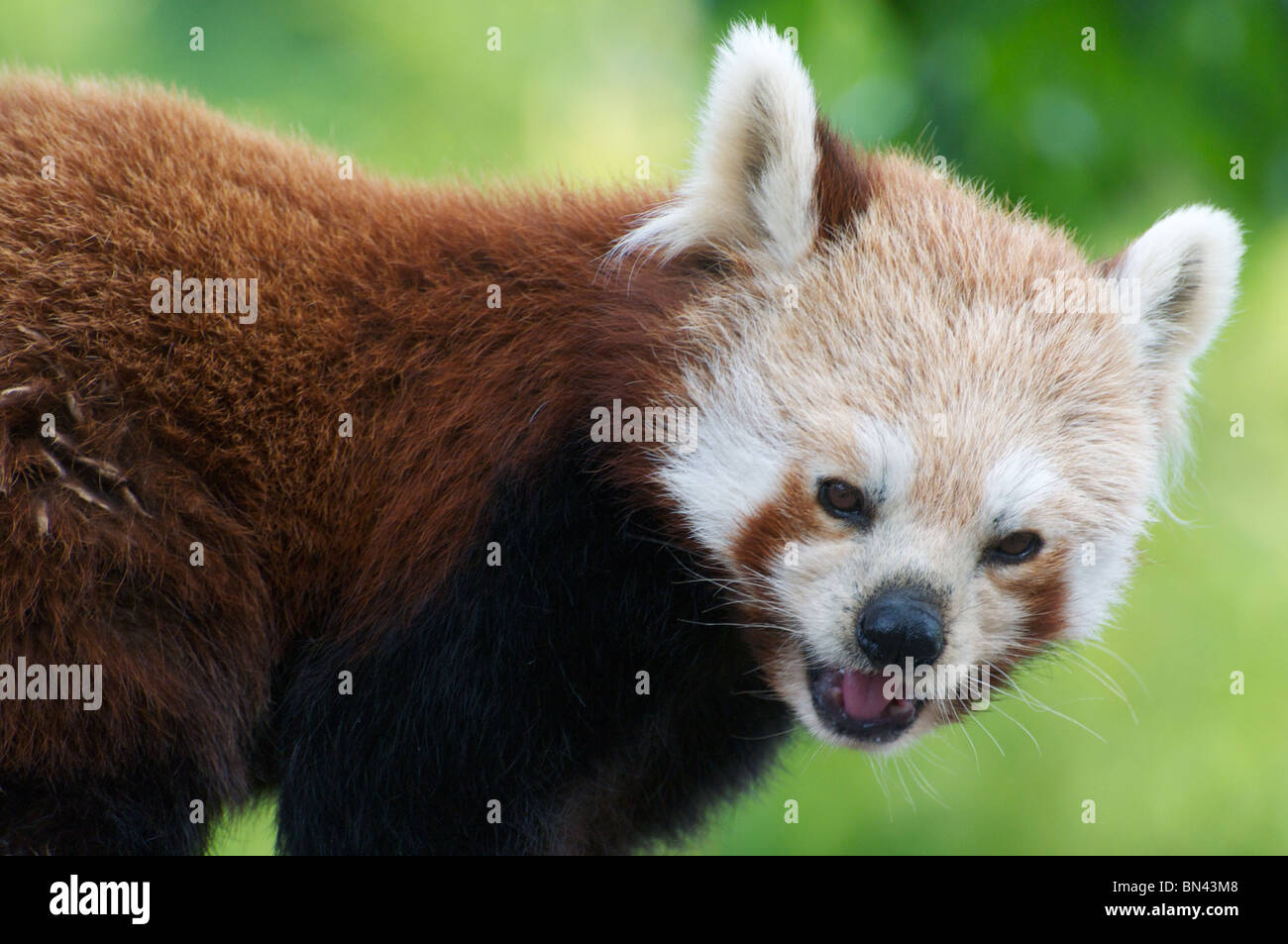 Red panda looking towards camera Stock Photo - Alamy