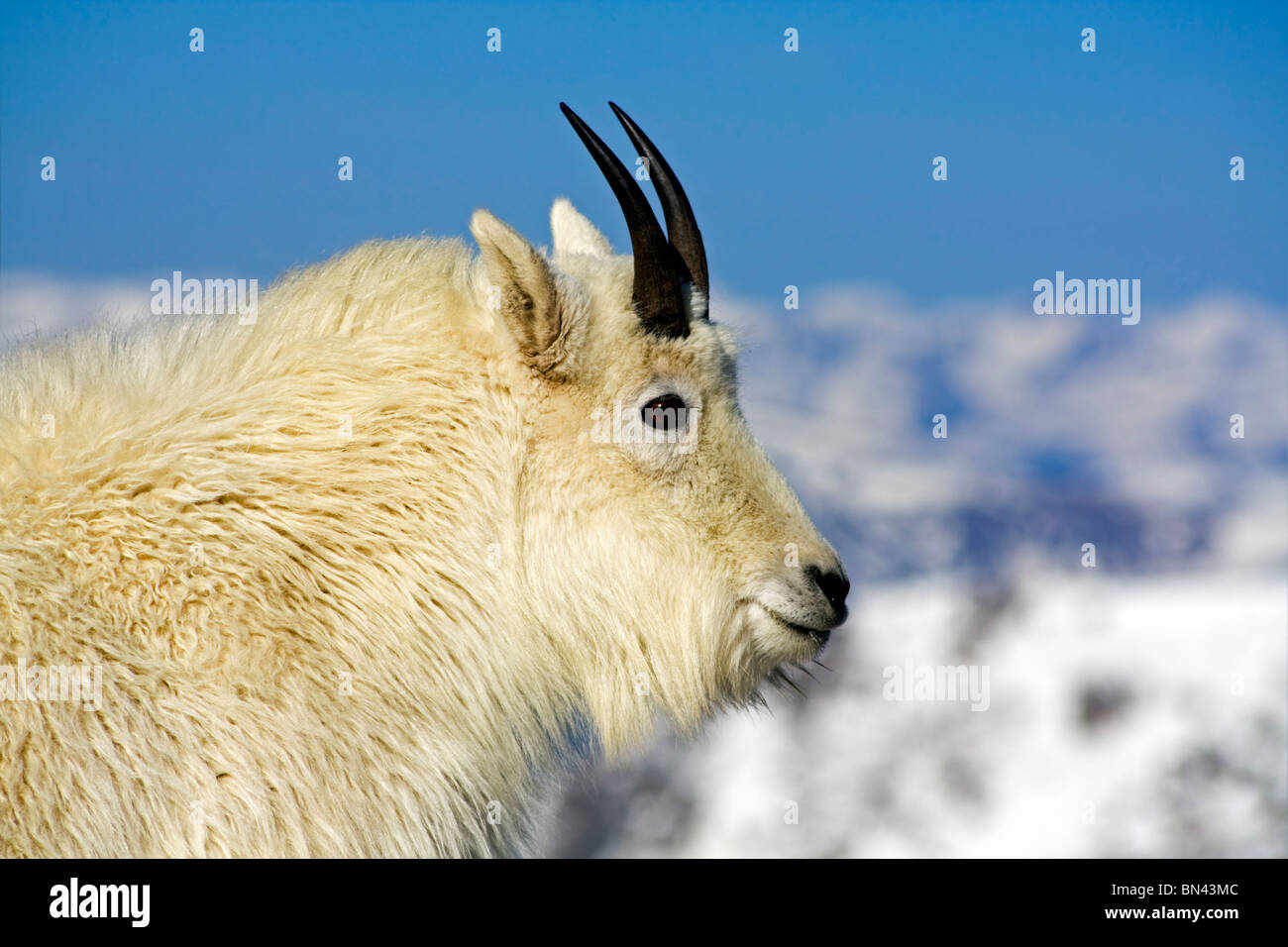Endangered goat hi-res stock photography and images - Alamy