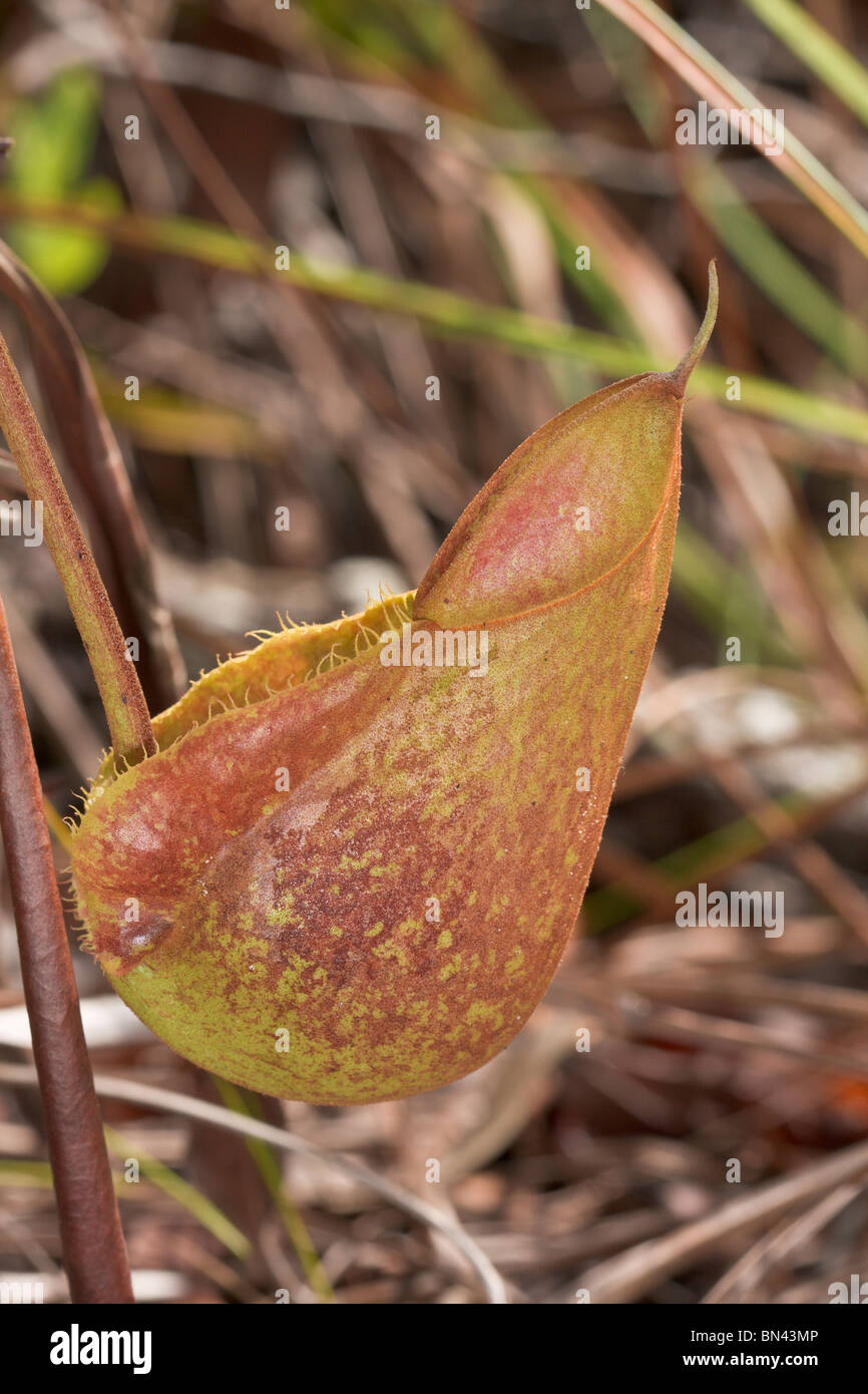 Pitcher plant, Nepenthes rafflesiana, unopened pitcher Stock Photo - Alamy