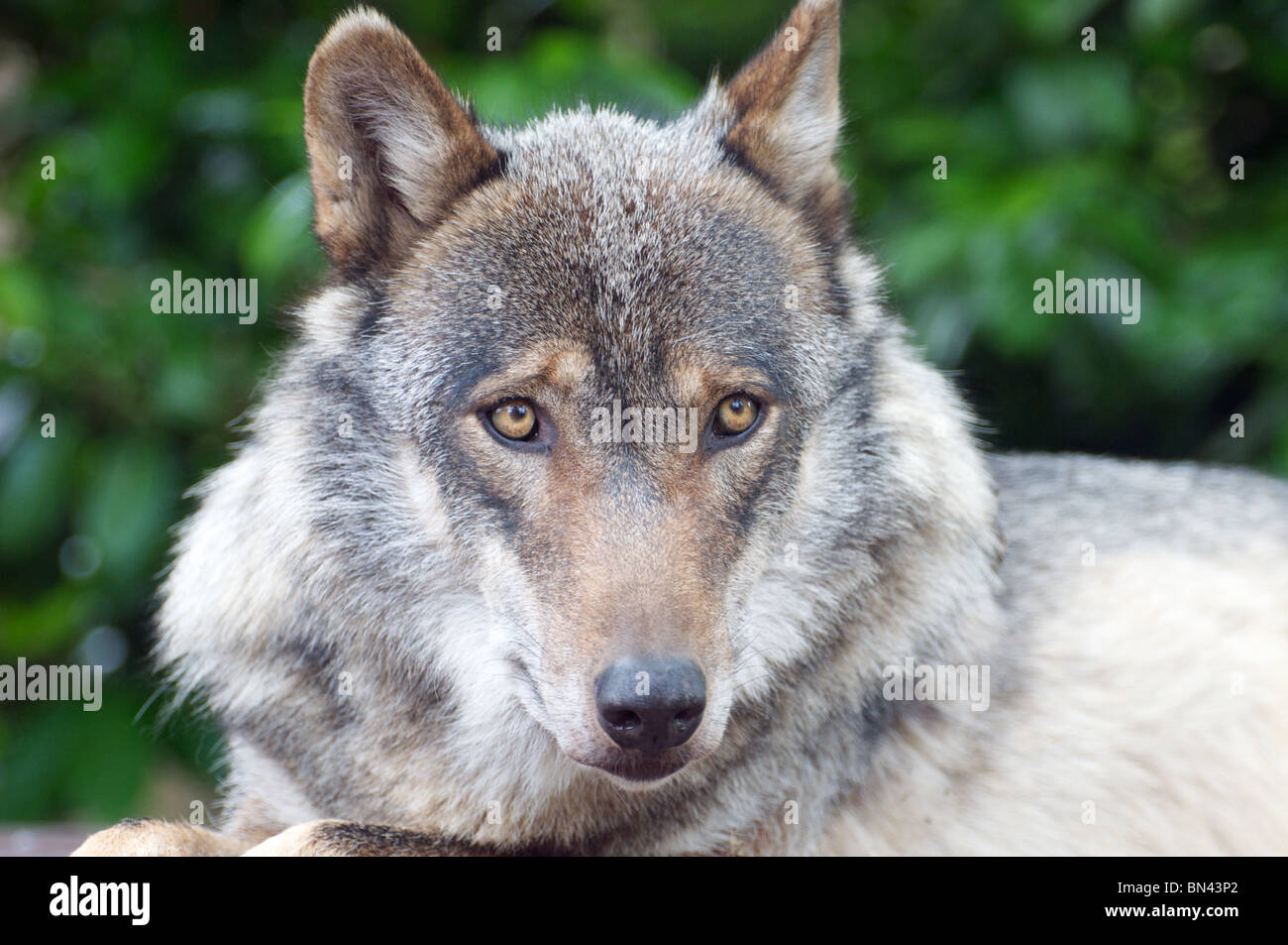 Female wolf hi-res stock photography and images - Alamy