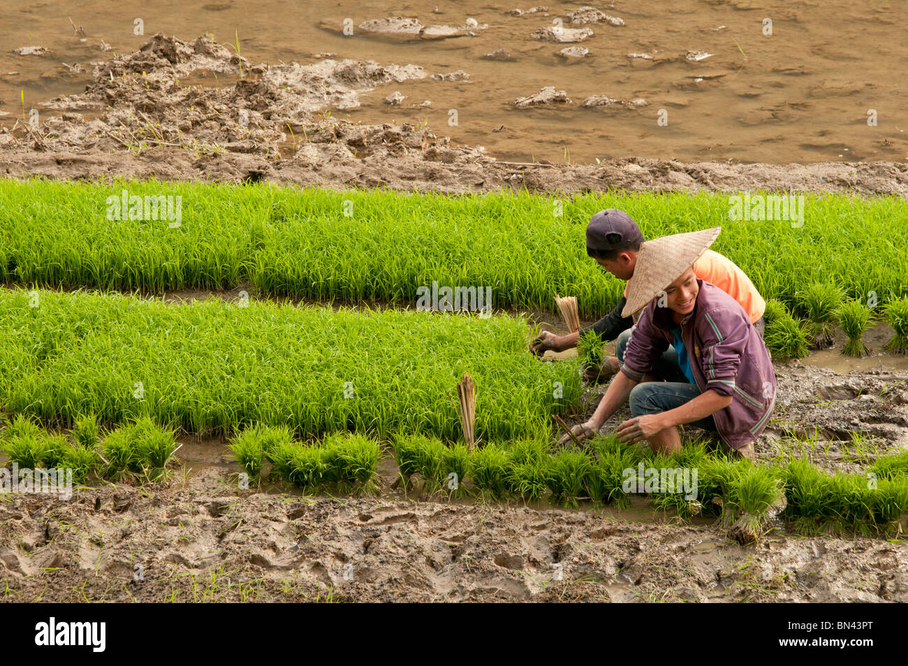 Rice shoots in a paddy field laos hi-res stock photography and images ...