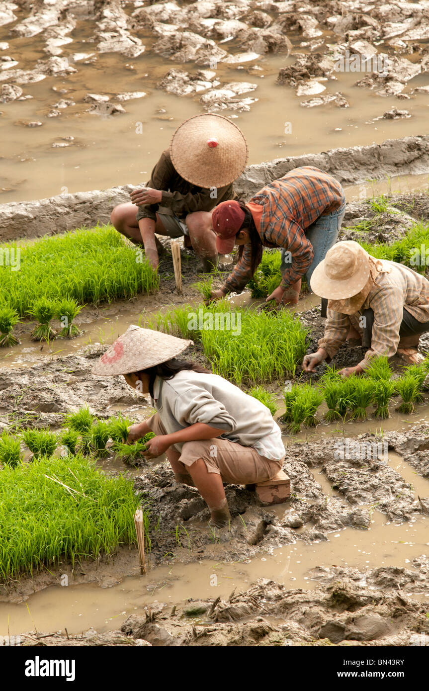 Lao rice workers in a rice paddy Northern Laos Stock Photo - Alamy