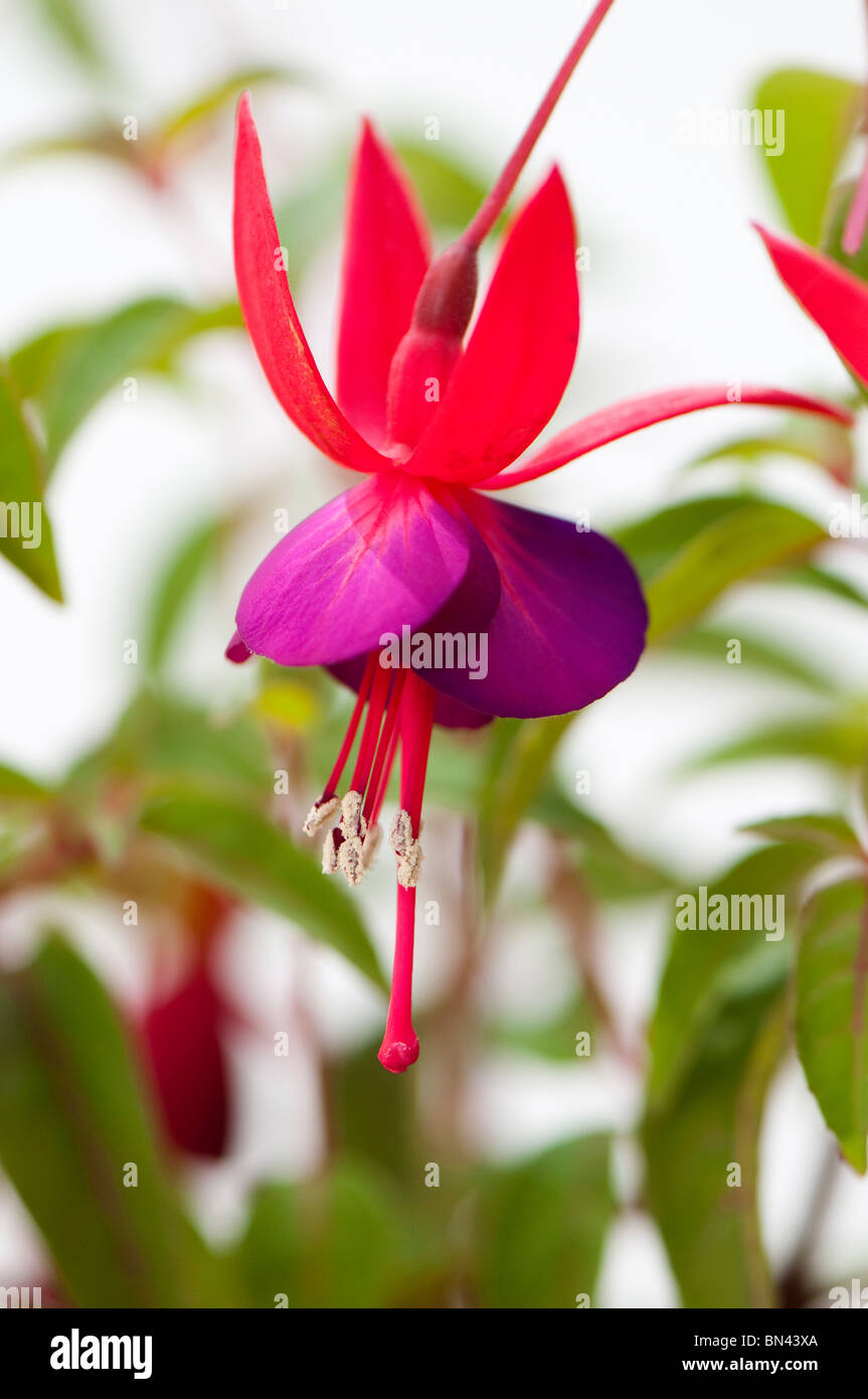 Crimson fuchsia hi-res stock photography and images - Alamy