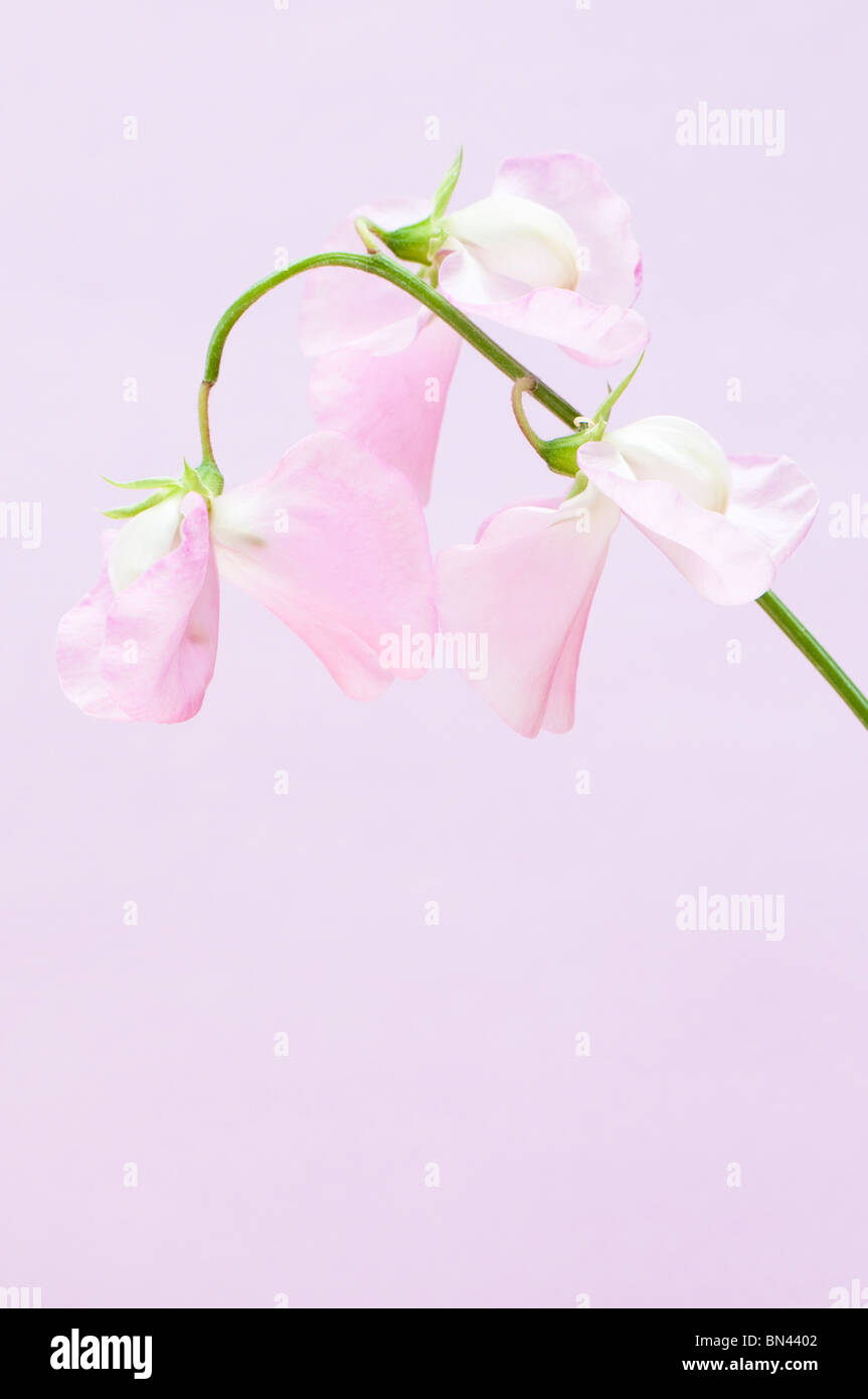Pale pink sweet pea hi-res stock photography and images - Alamy