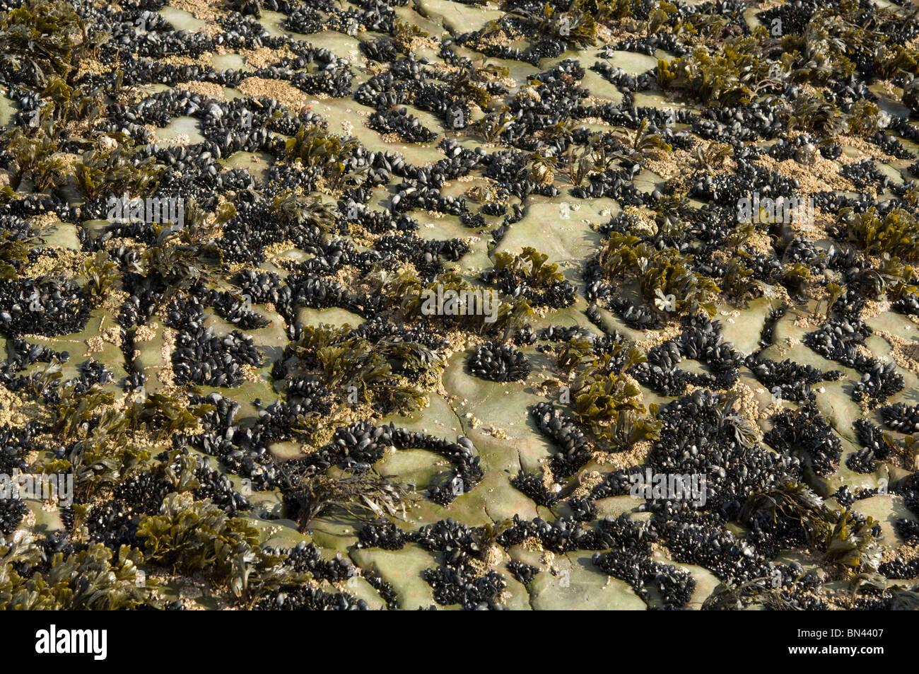 Mussels, Mytilus edulis, intertidal, Broad Haven, Pembrokeshire, Wales ...