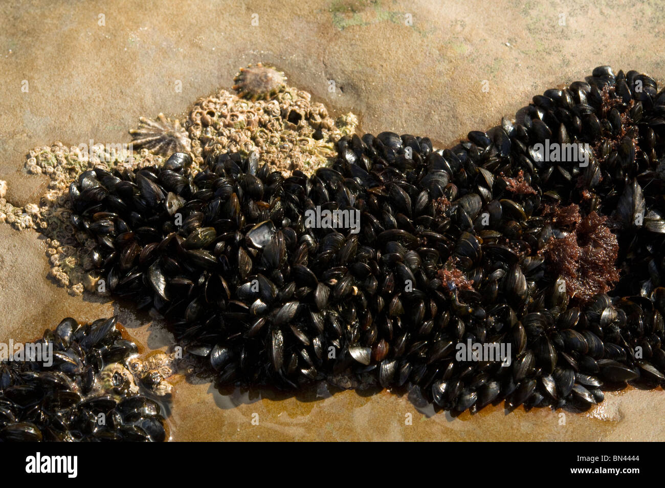 Mussels, barnacles and limpet, Mytilus edulis, intertidal, Broad Haven ...