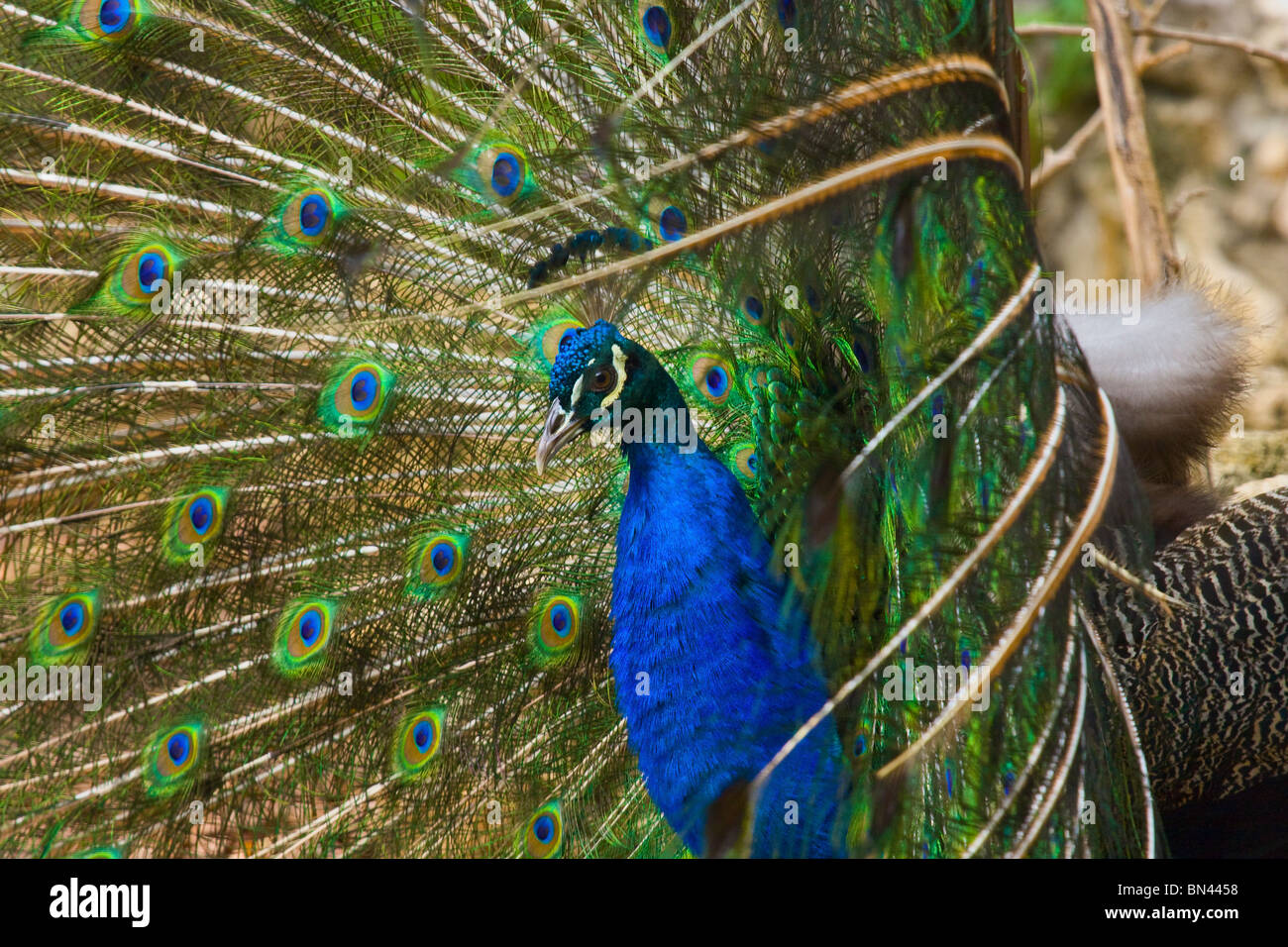 Peacock displaying fan of feathers Stock Photo - Alamy
