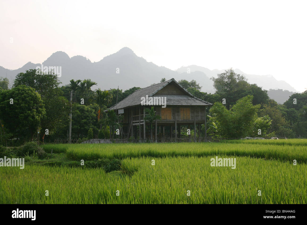 Rice field and wooden stilt house in the Mai Chau Valley, Vietnam Stock ...
