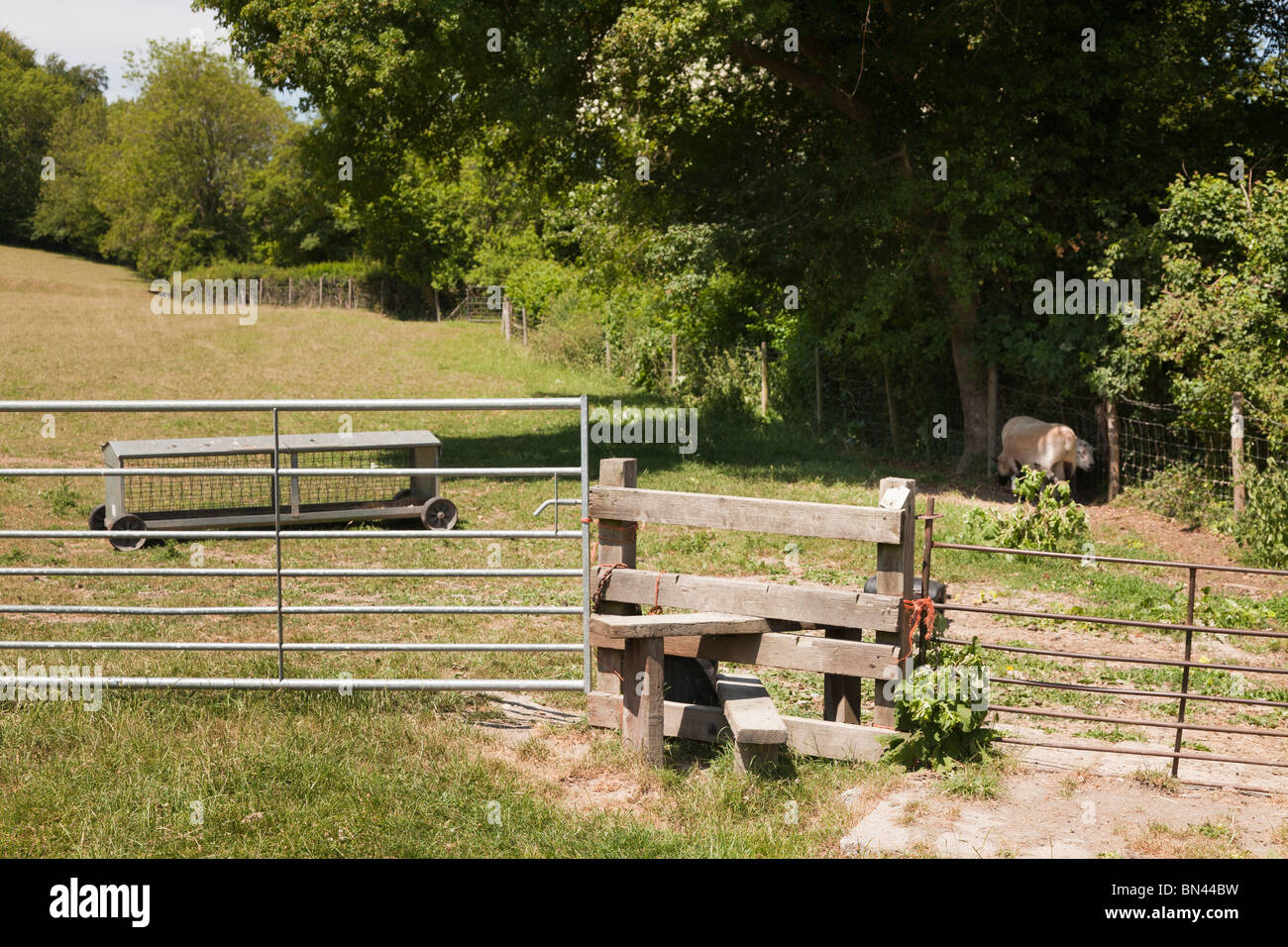 wooden field stile by metal farm gate into sheep field Stock Photo - Alamy
