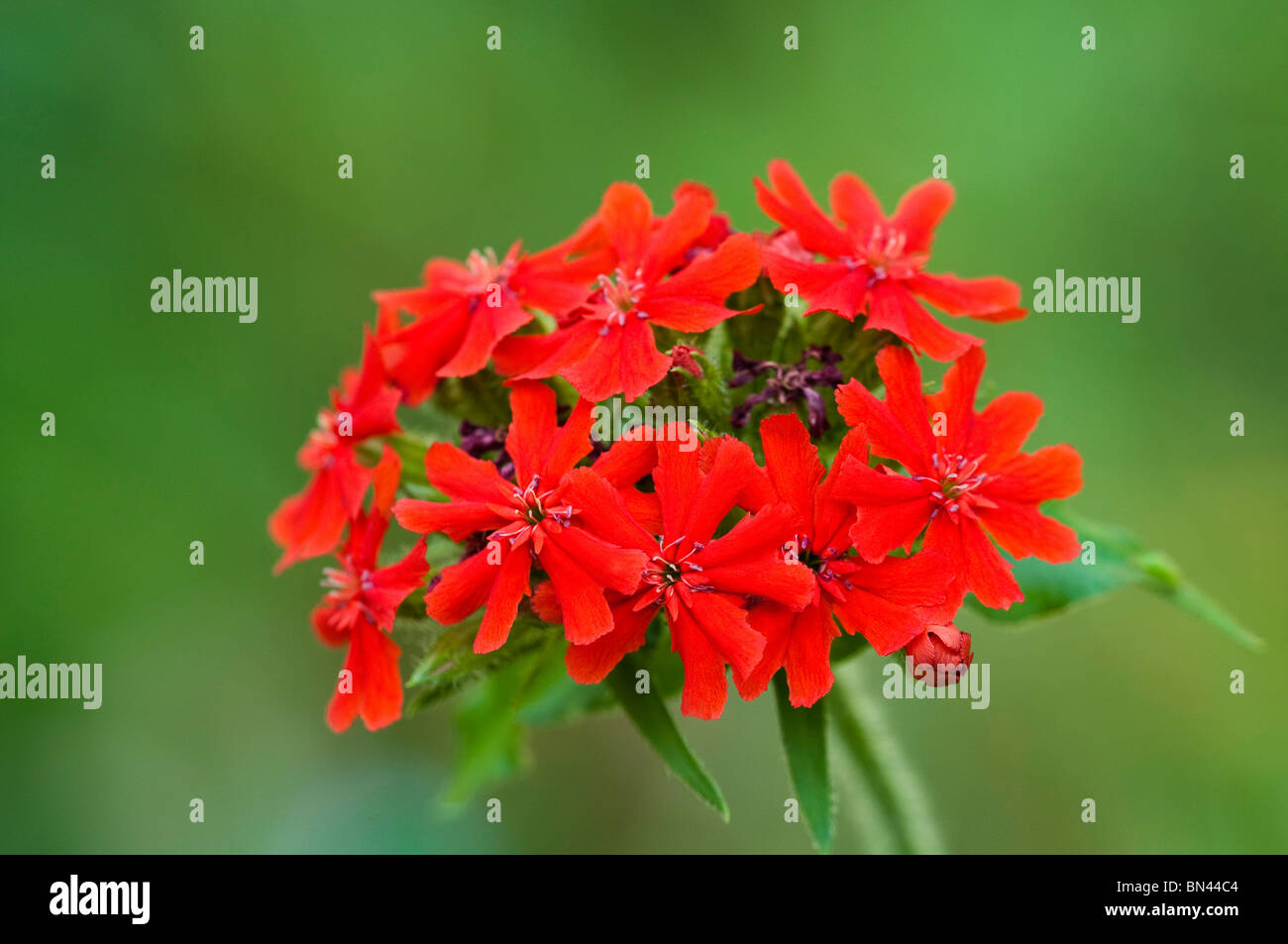 Maltese cross flower hi-res stock photography and images - Alamy