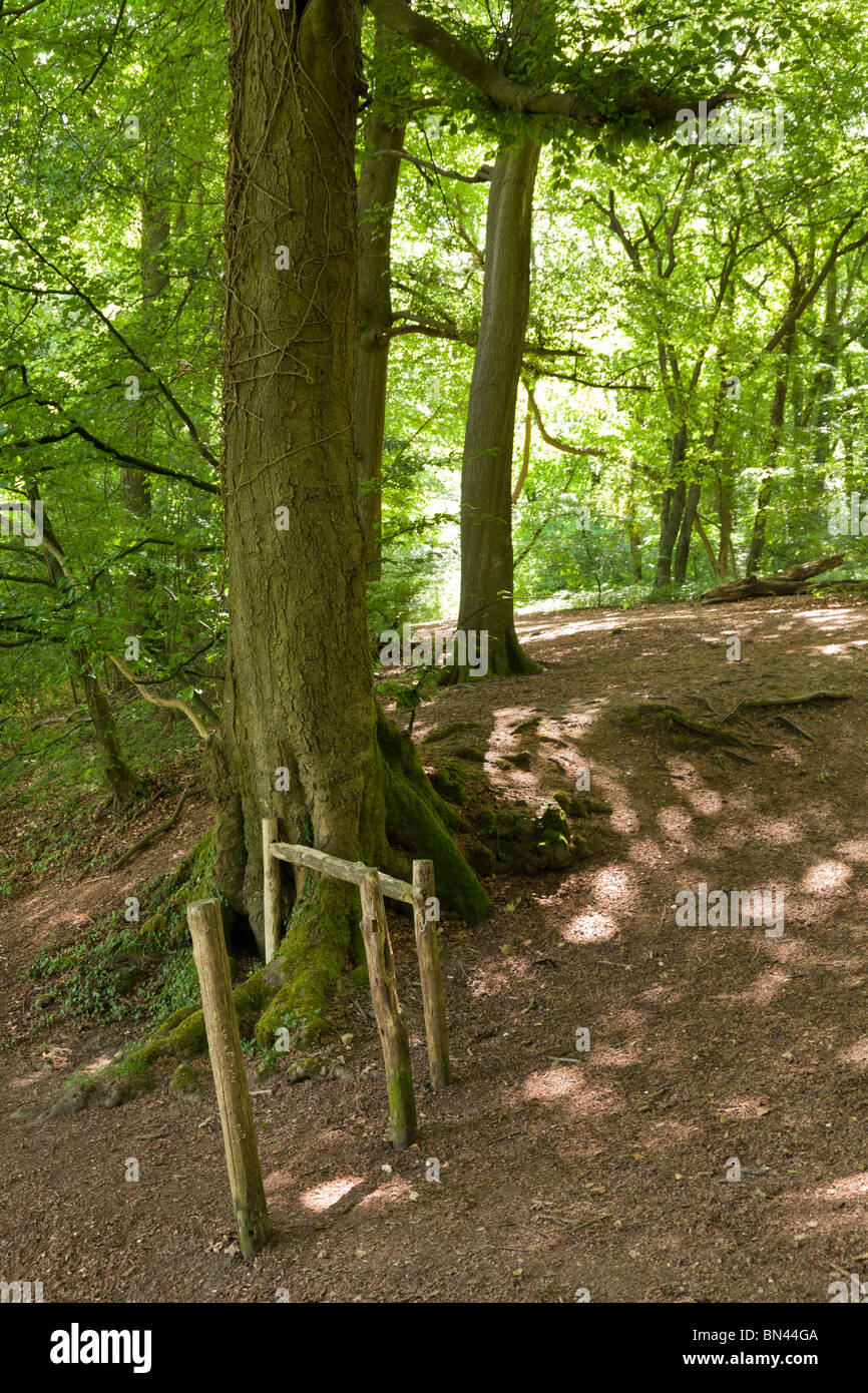foot path in Selborne Hanger Woods Stock Photo - Alamy