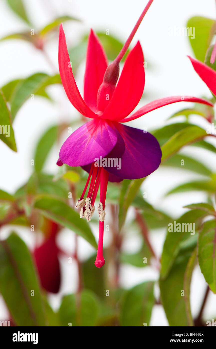 Fuchsia ‘Brutus’ in flower Stock Photo - Alamy