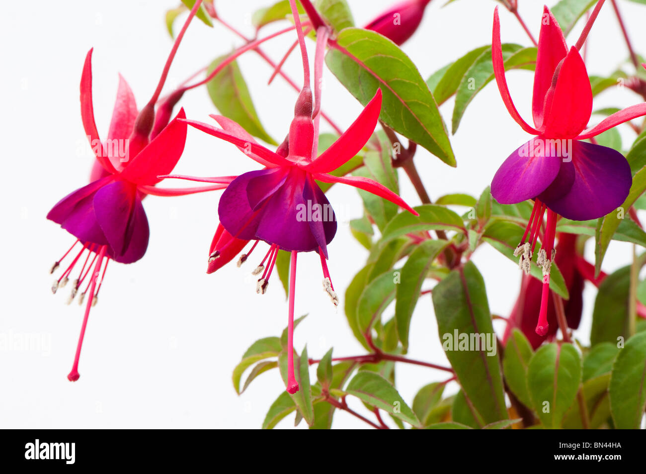 Fuchsia ‘Brutus’ in flower Stock Photo - Alamy