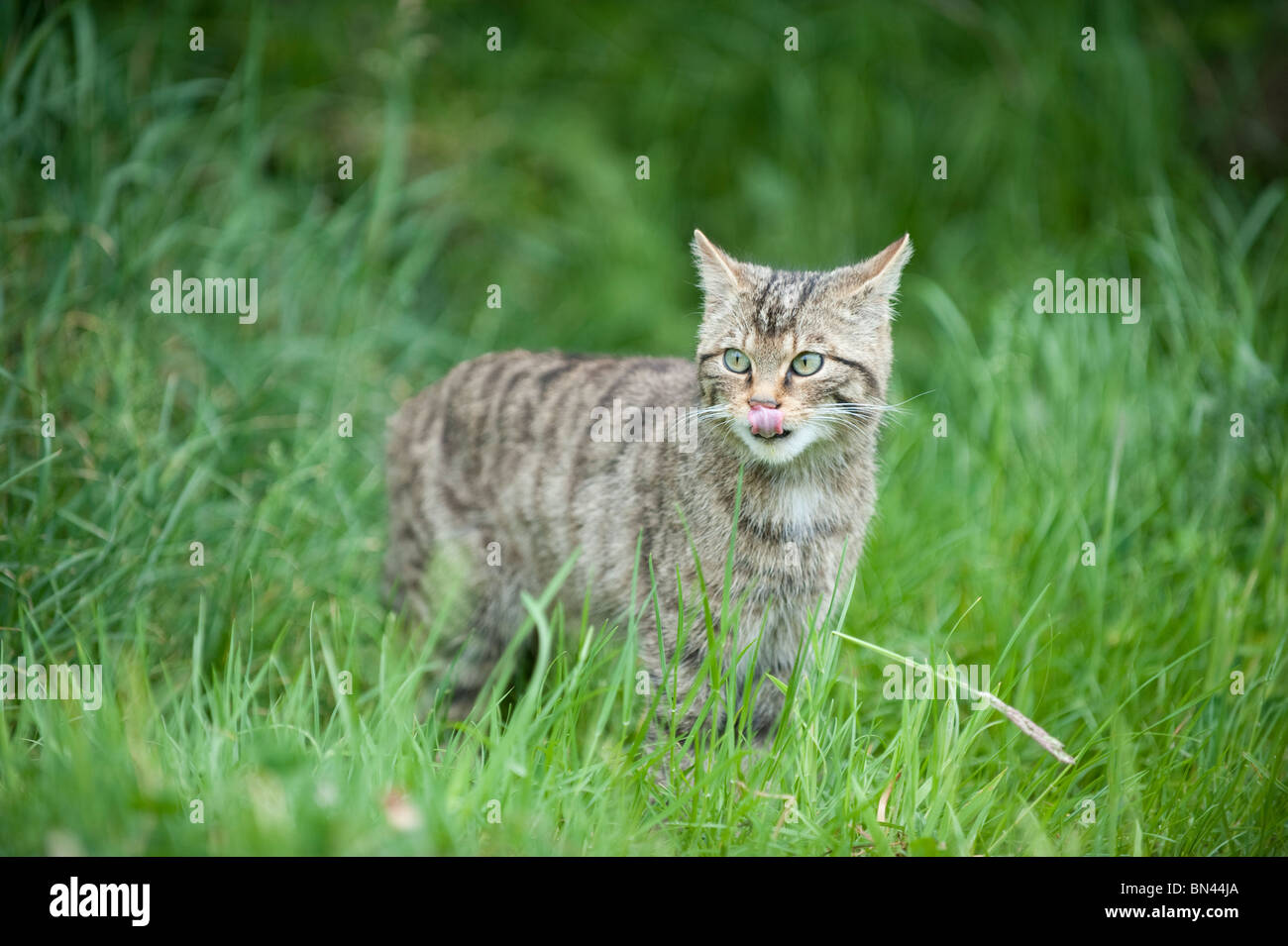 British wild cat hi-res stock photography and images - Alamy