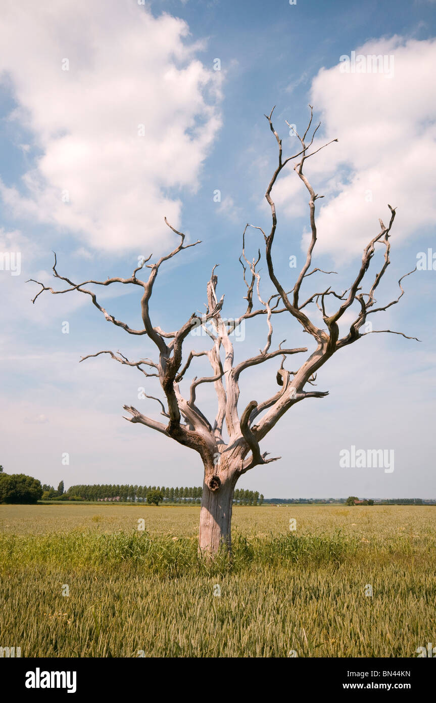 dead tree in field of wheat kent england UK Stock Photo - Alamy