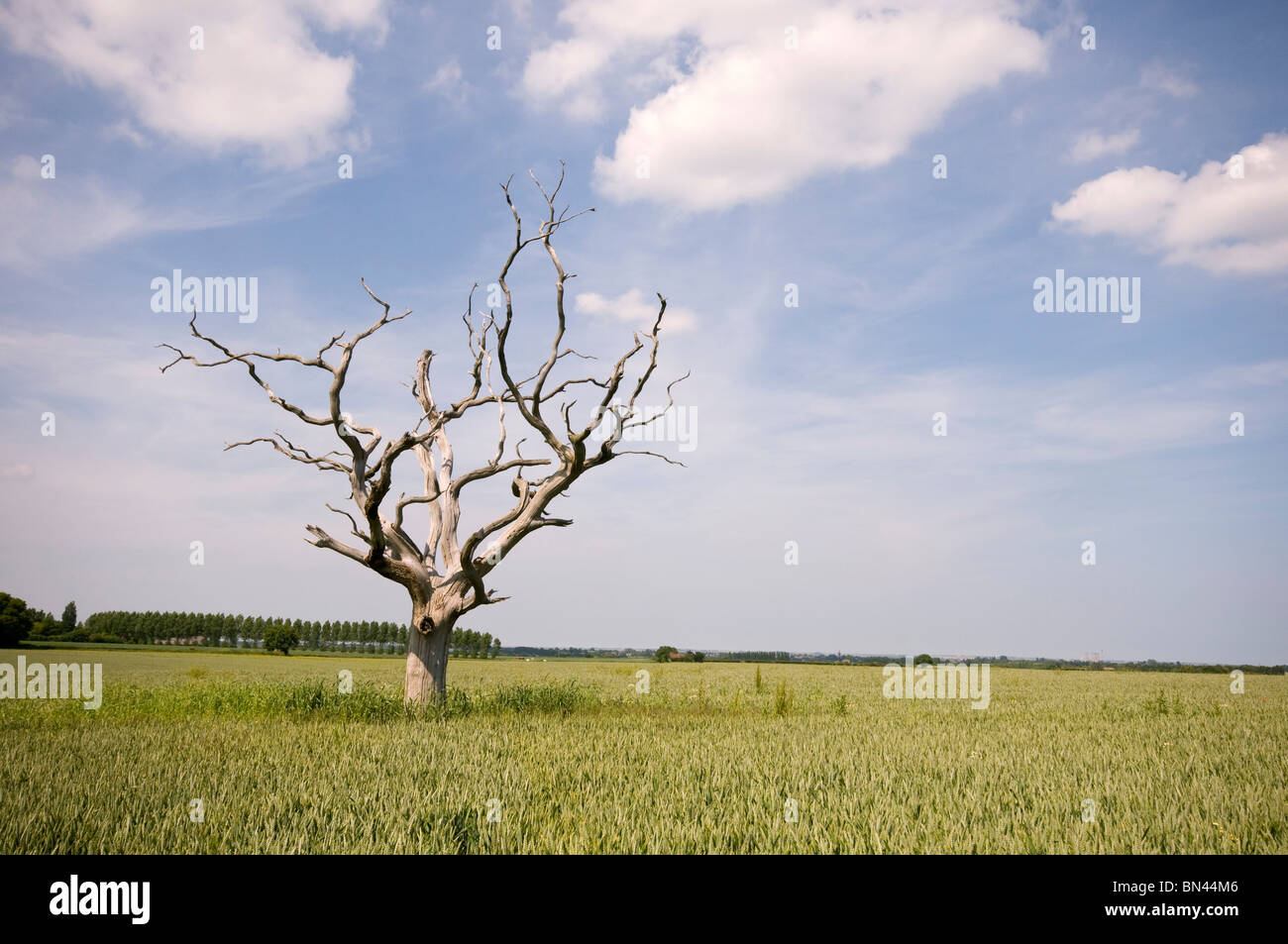 dead tree in field of wheat Kent england UK Stock Photo - Alamy