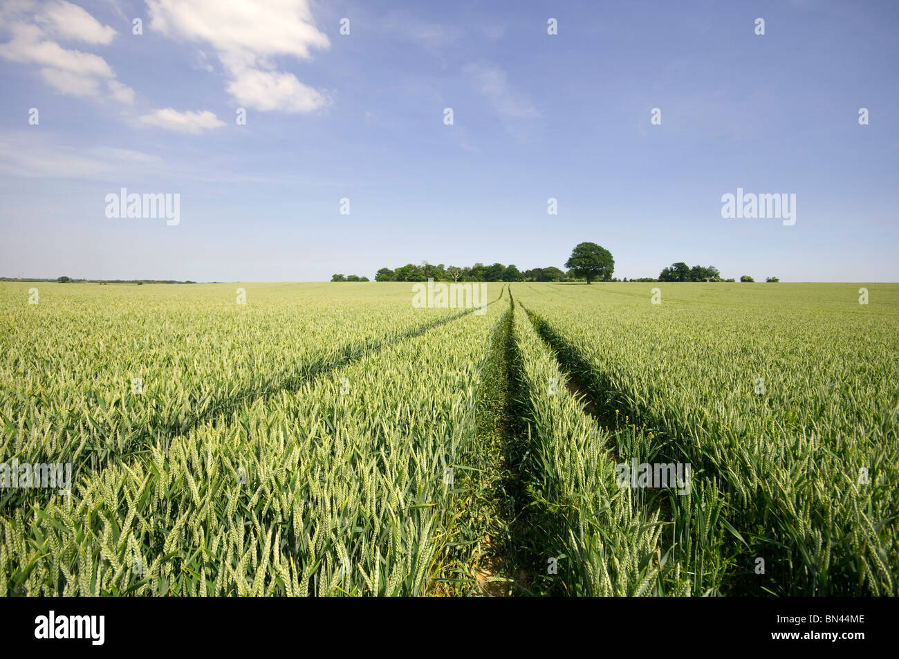 Wheat Field Uk High Resolution Stock Photography and Images - Alamy
