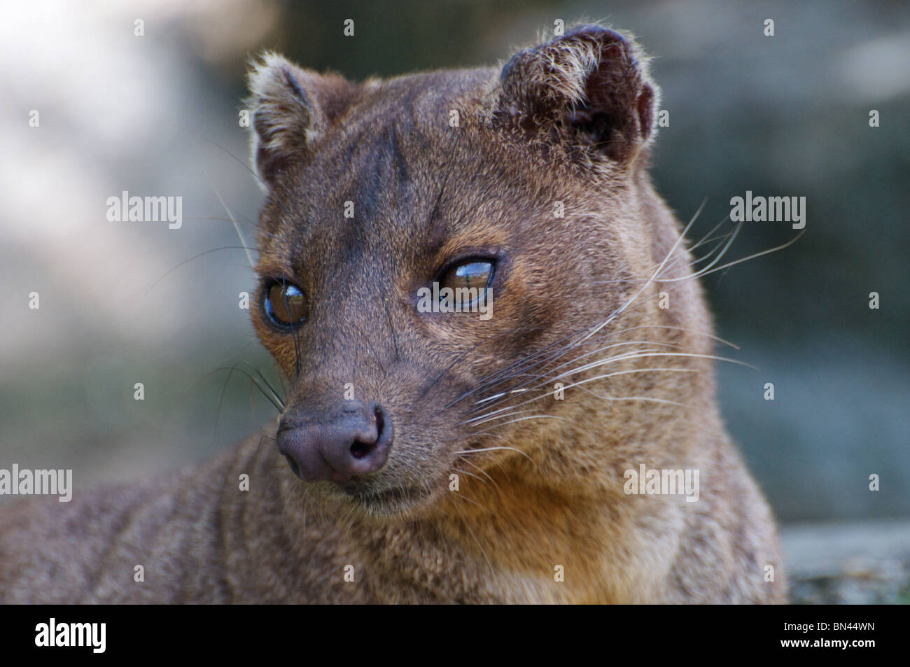 Fossa madagascar hi-res stock photography and images - Alamy
