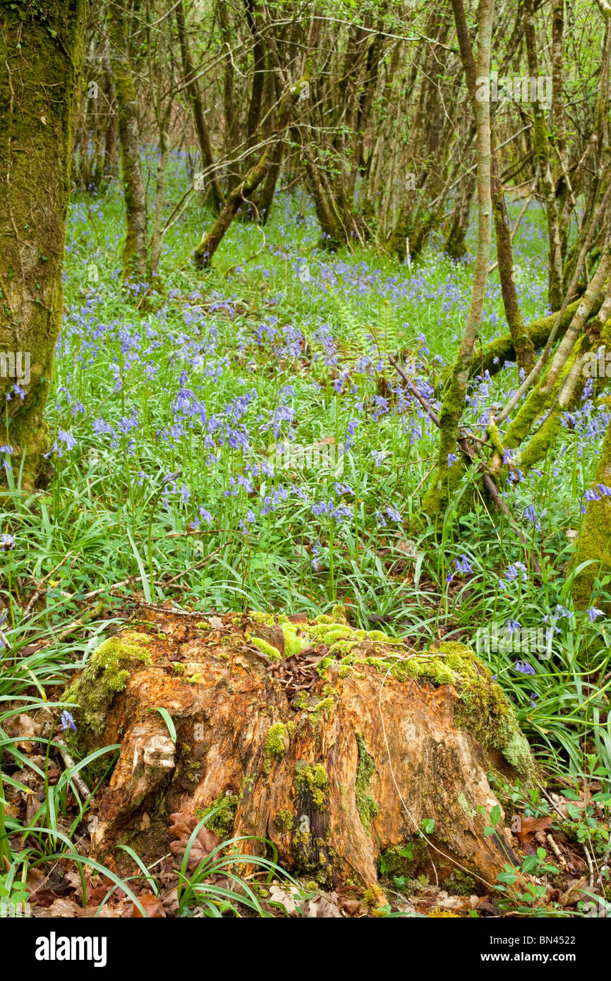 Cabilla Woods; Cornwall Wildlife Trust Reserve Stock Photo - Alamy