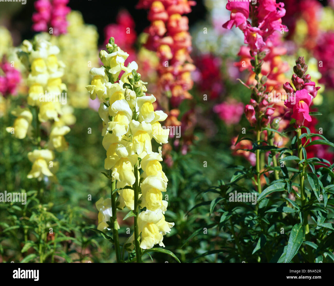 beautiful colourful and tall snapdragon flowers in the garden Stock ...