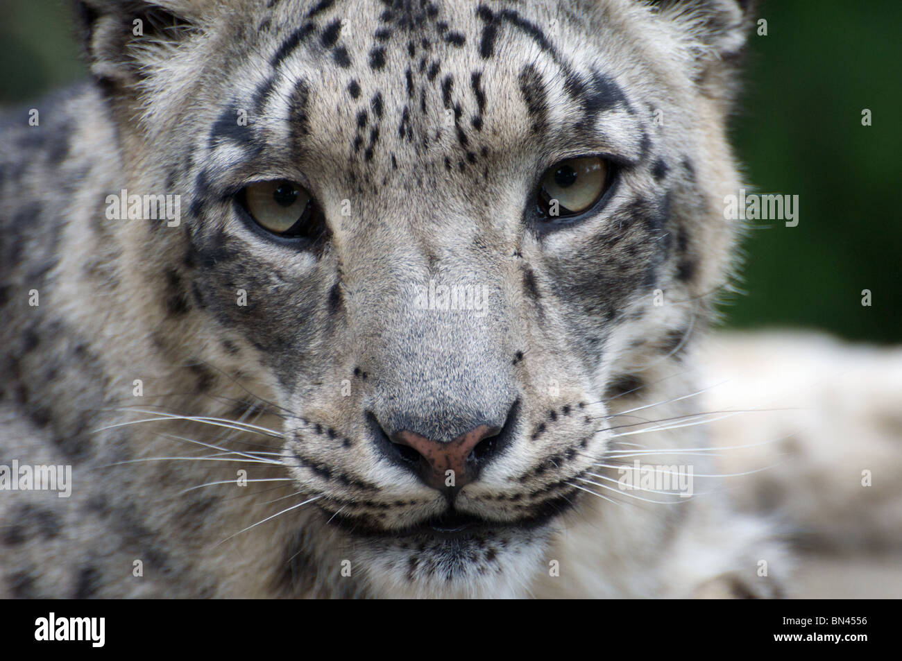 Female snow leopard face close-up Stock Photo - Alamy