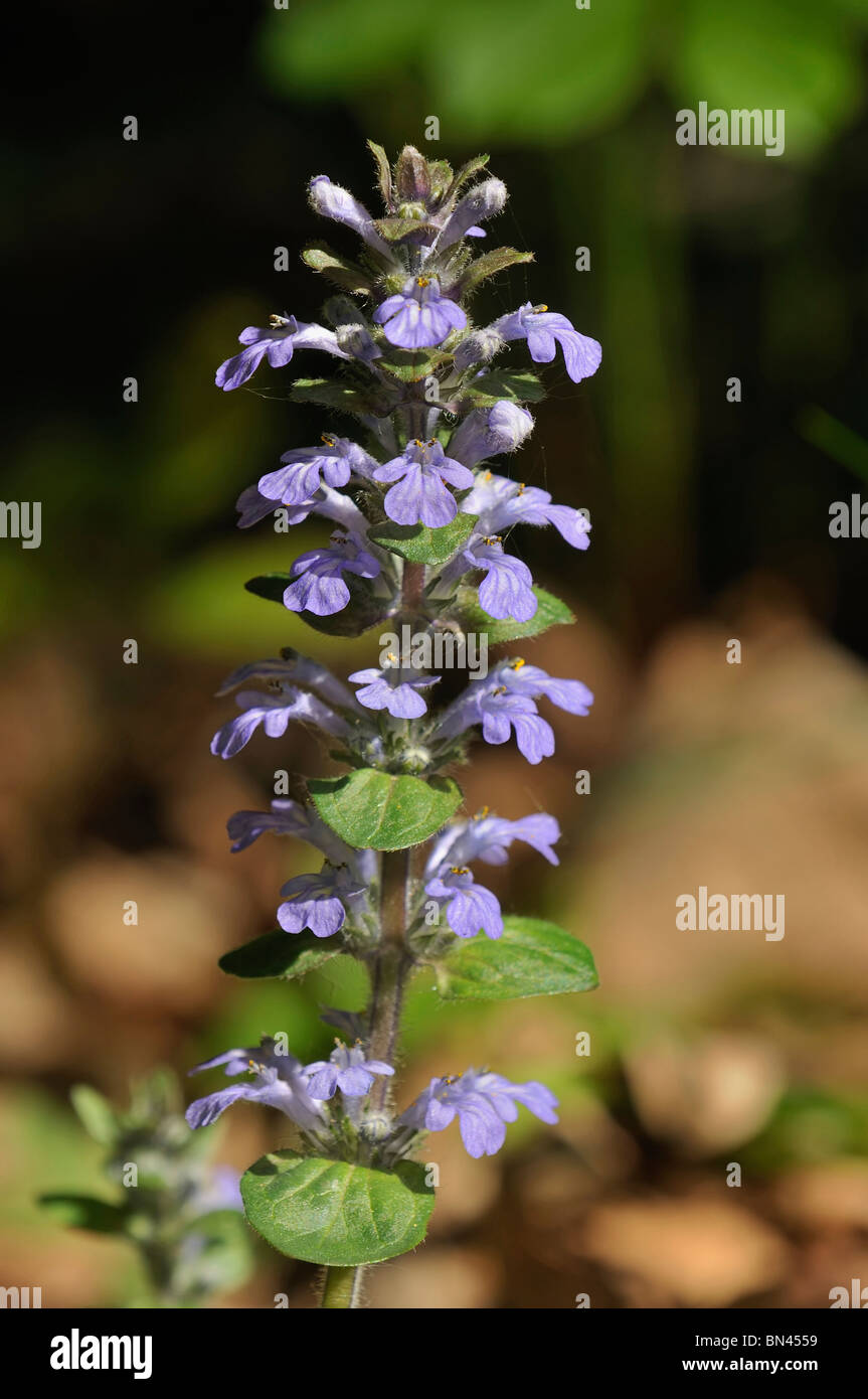 Bugle Flower - Ajuga reptans Stock Photo - Alamy