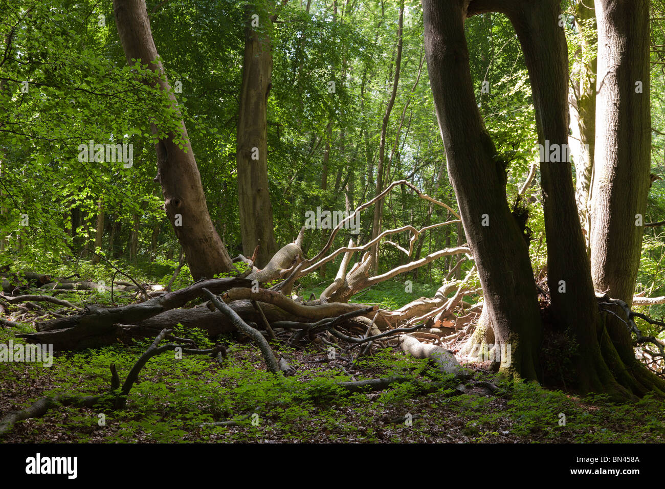 fallen dead beech trees sunlight and shade in Selborne Hanger woods ...