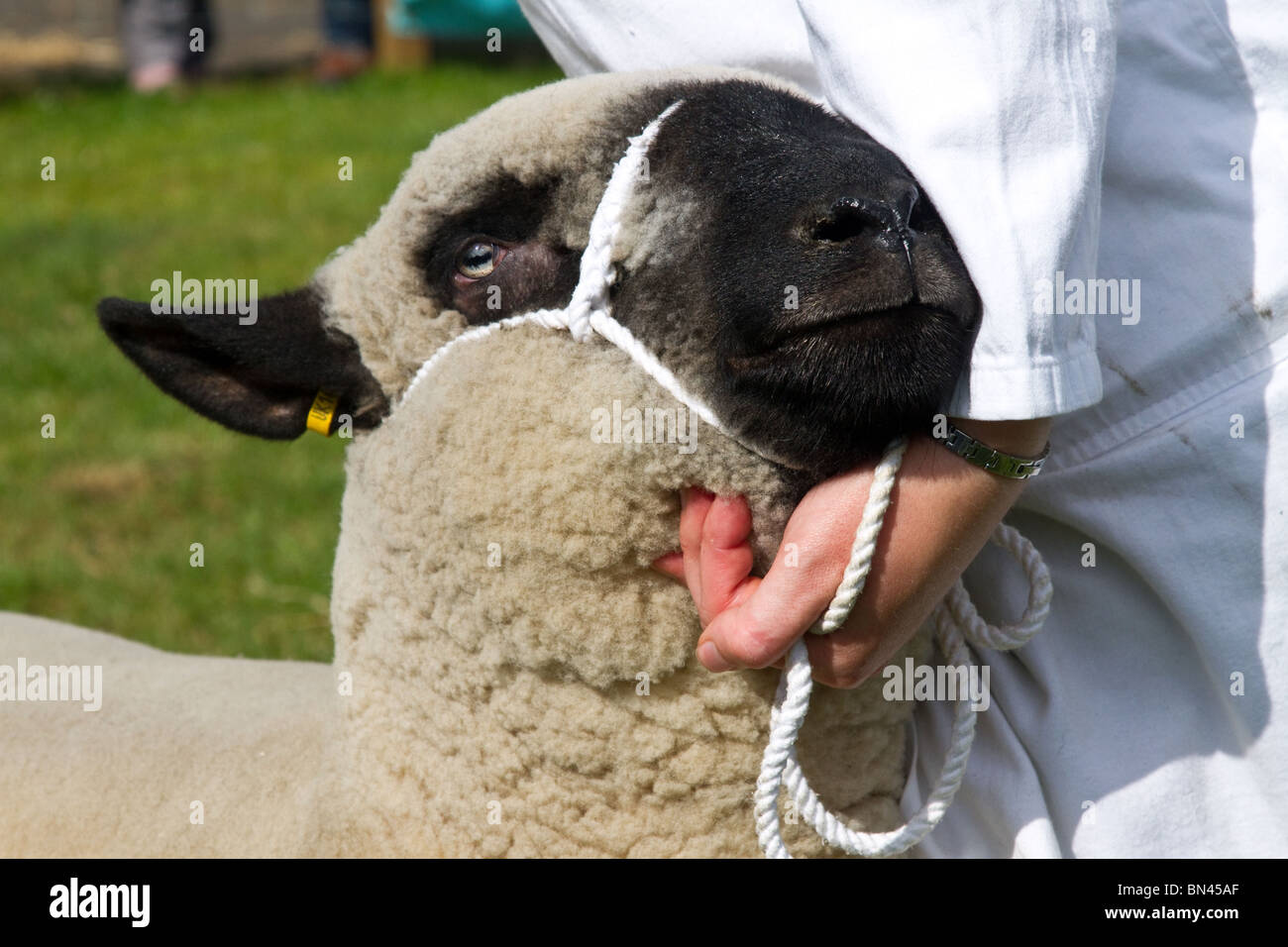 Heavily muscled sheep hi-res stock photography and images - Alamy