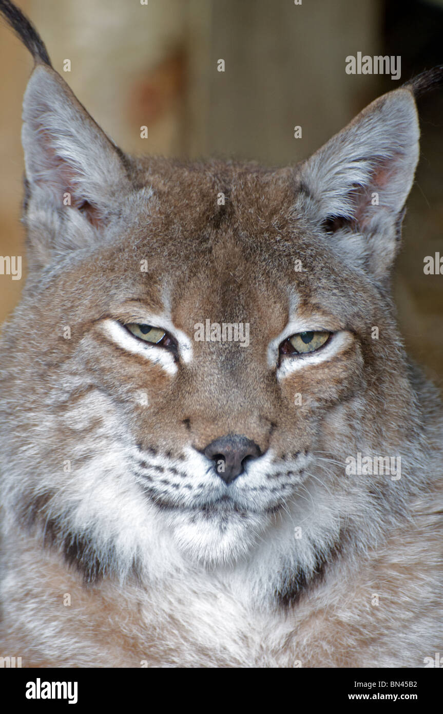 Northern lynx lynx lynx lynx hi-res stock photography and images - Alamy
