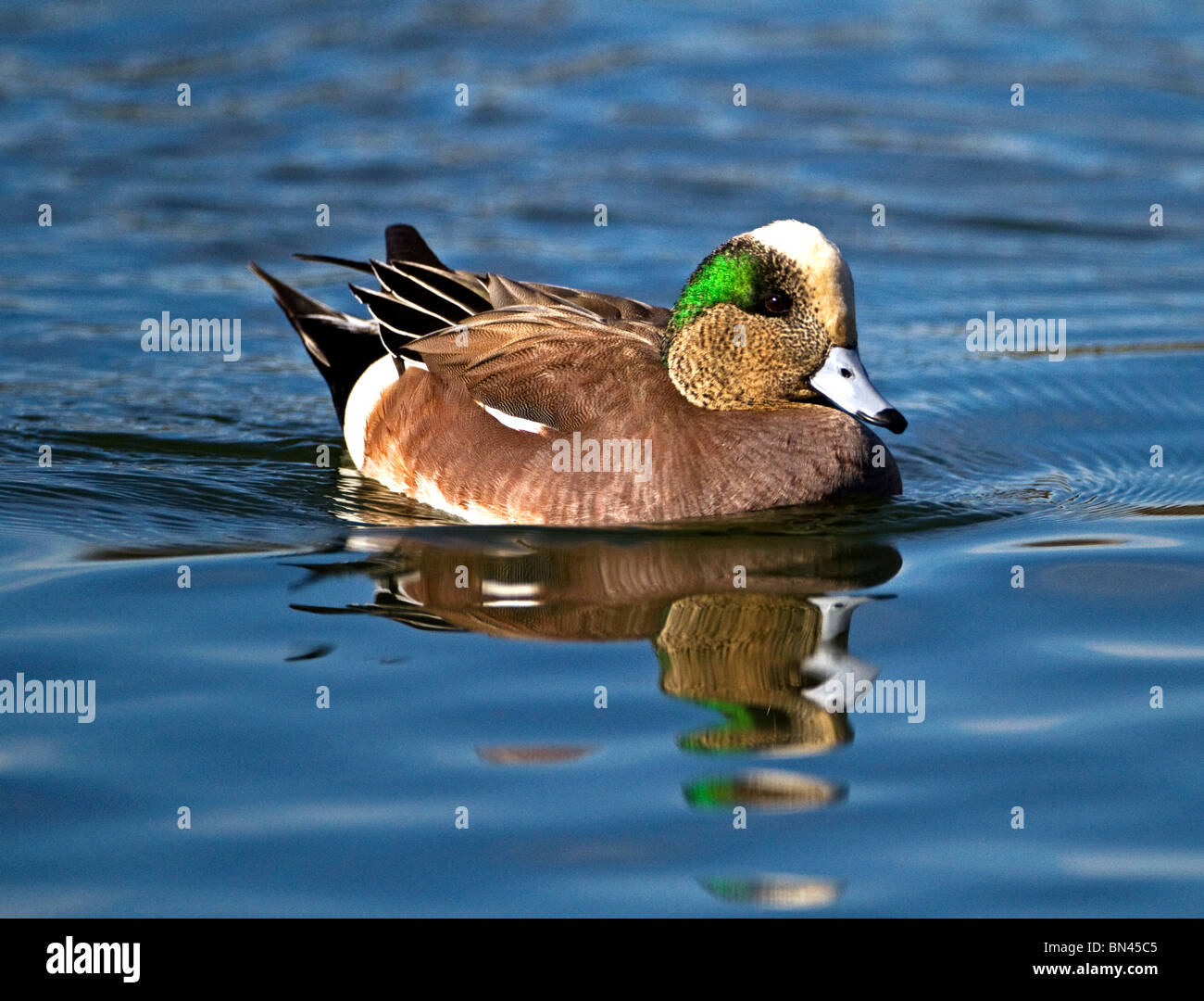 Wigeon duck hi-res stock photography and images - Alamy