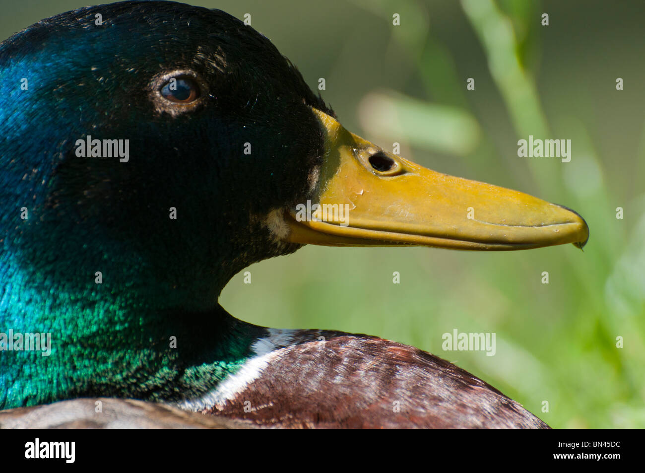 Happy duck hi-res stock photography and images - Alamy