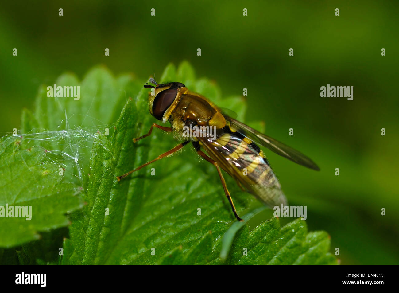 Common banded hoverfly hi-res stock photography and images - Alamy