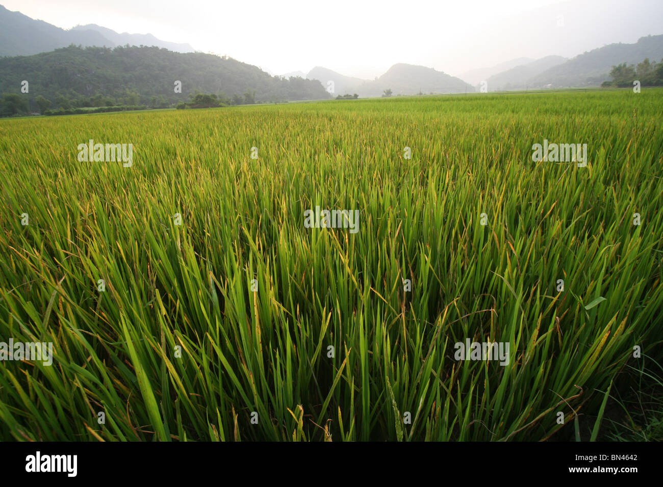 Vietnam rice paddy field hi-res stock photography and images - Alamy