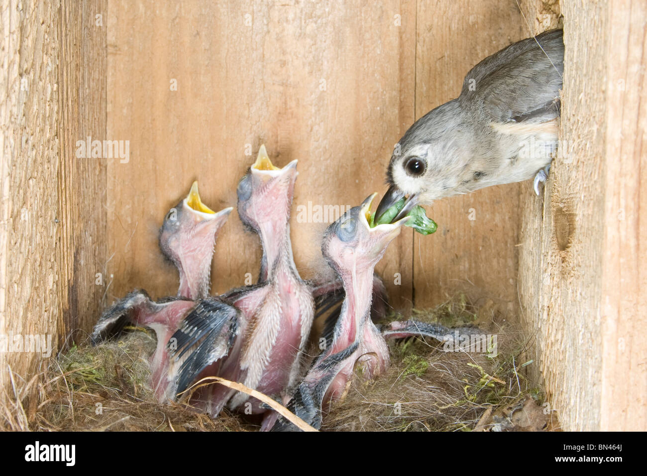 Tufted Titmouse Family Inside Nest Box Stock Photo - Alamy