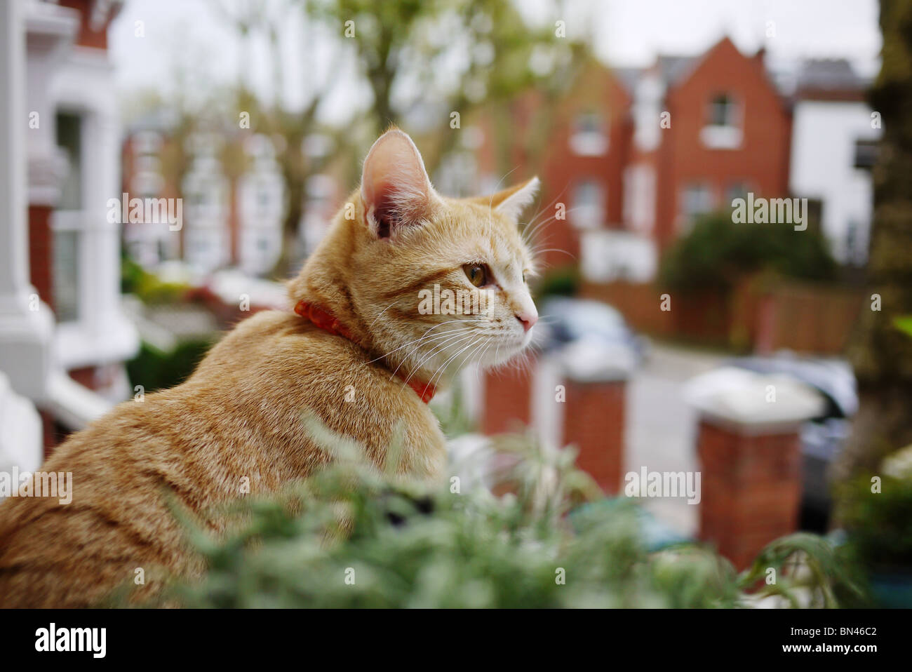 Ginger tabby cat pet sitting watching the neighborhood London England ...