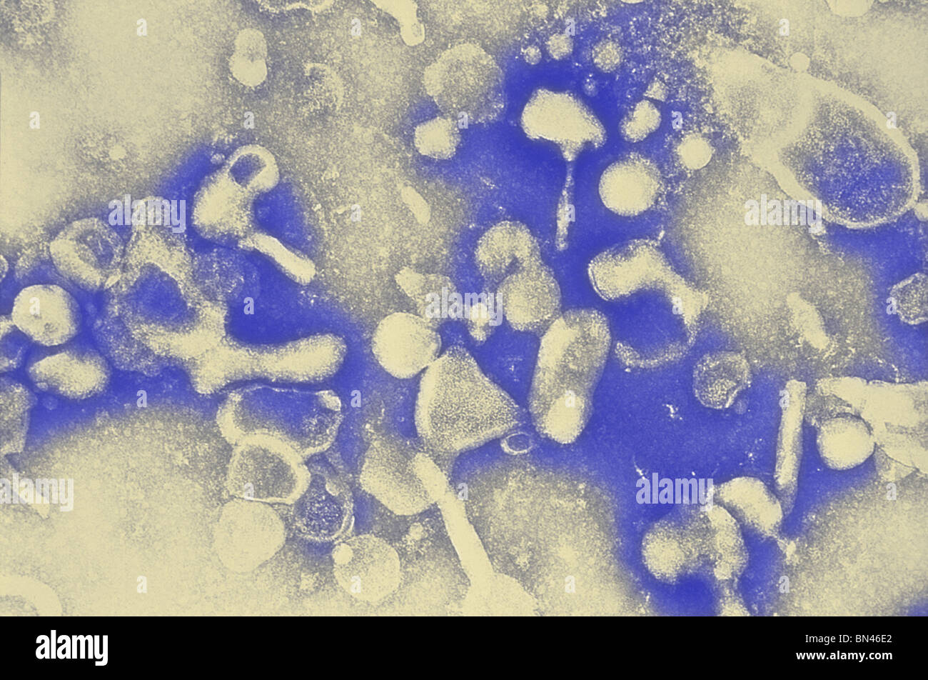 Cat Dander Electron Microscope