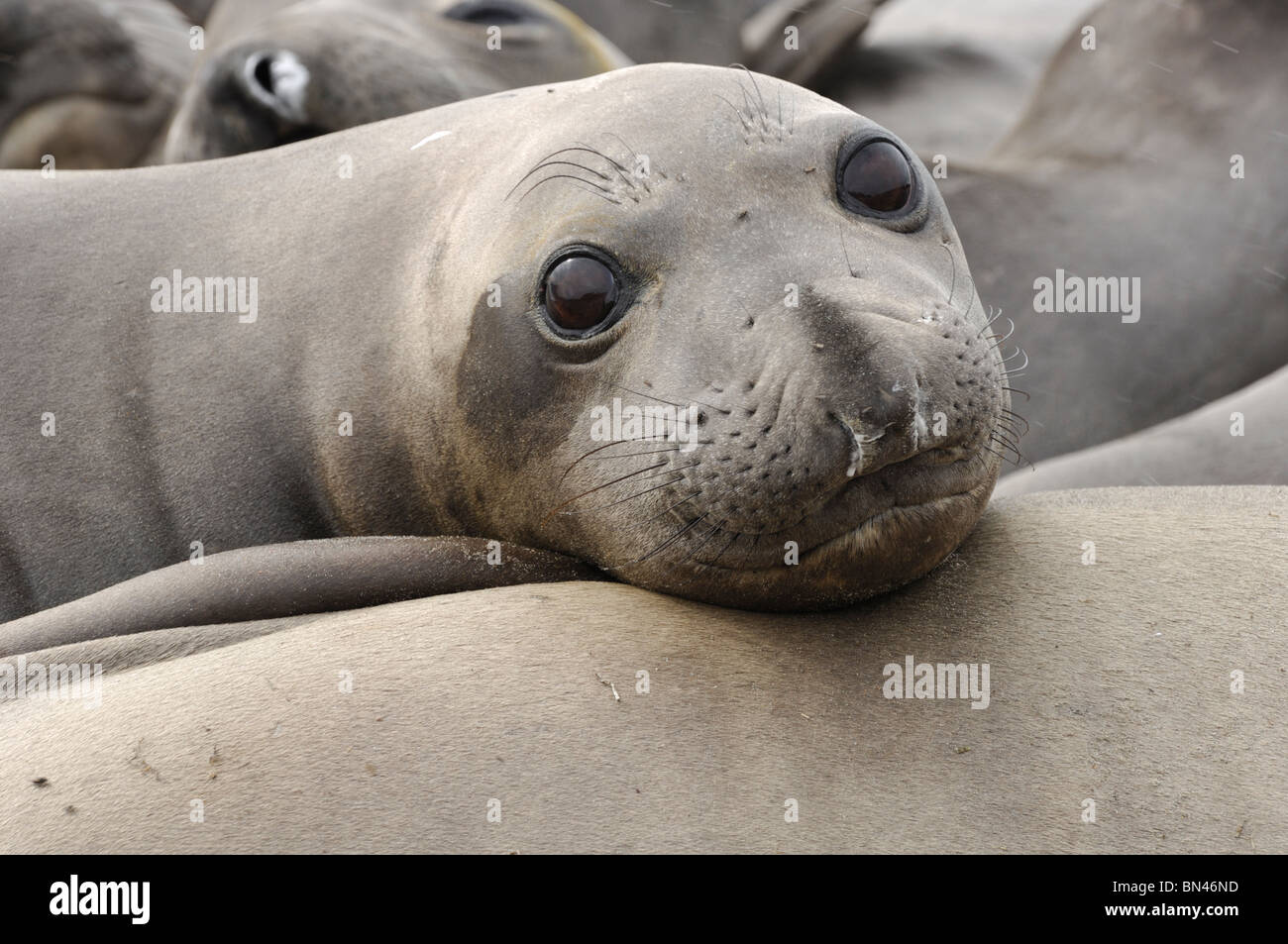 Elephant seal head hi-res stock photography and images - Alamy