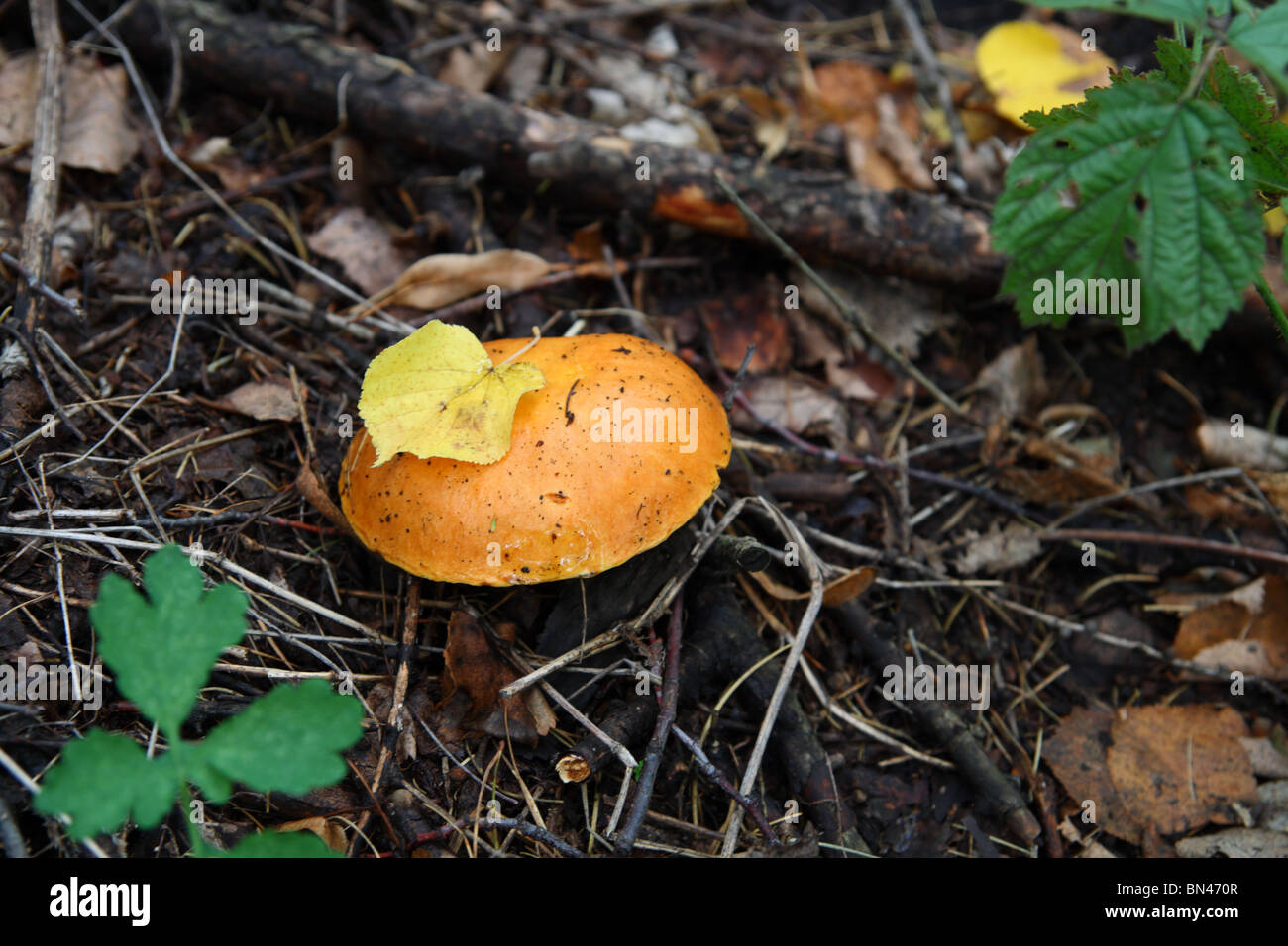 mushroom in forest - boletus luteus scient Stock Photo - Alamy