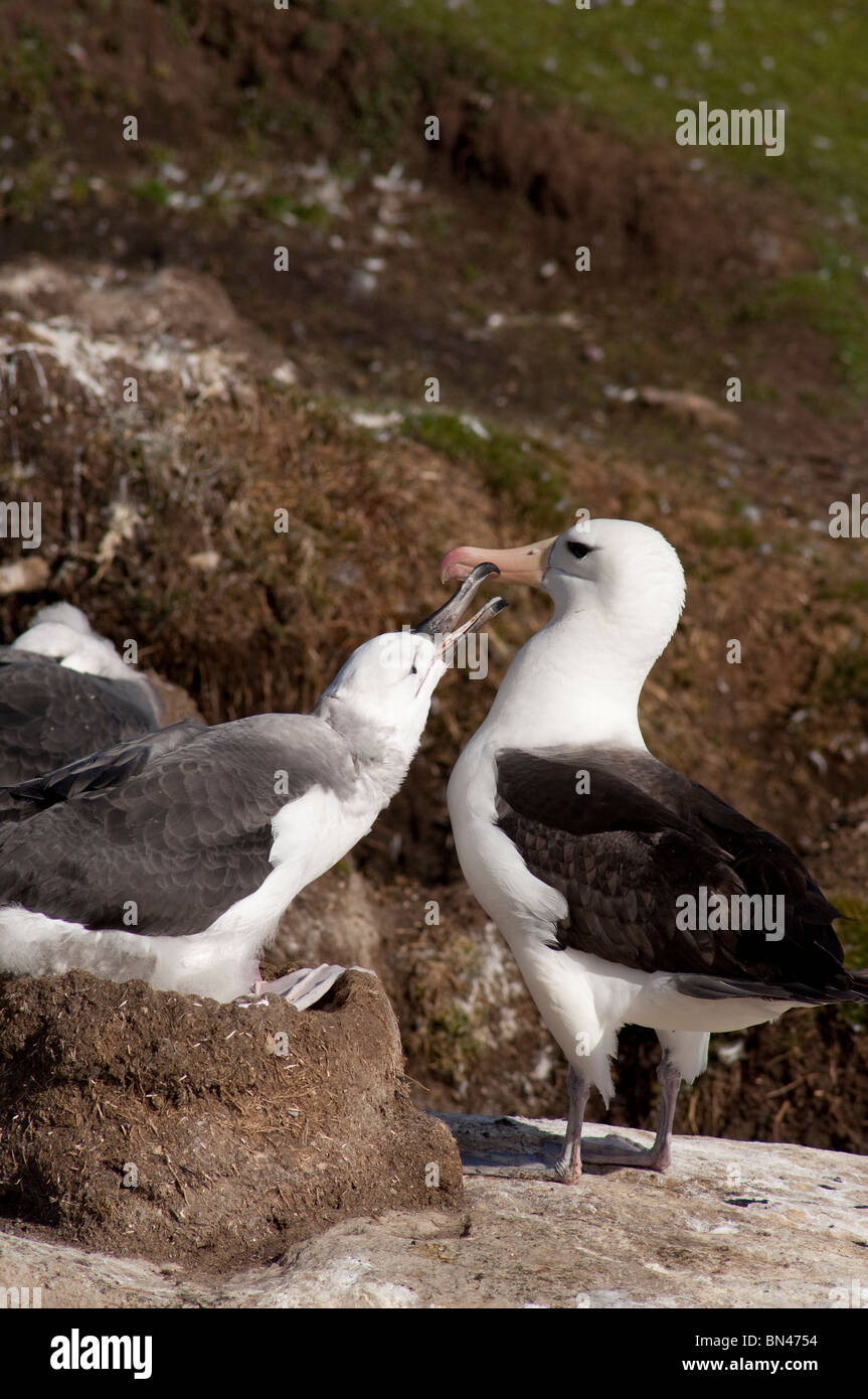 Falkland Islands, West Falkland, Saunders Island. Black-browed ...
