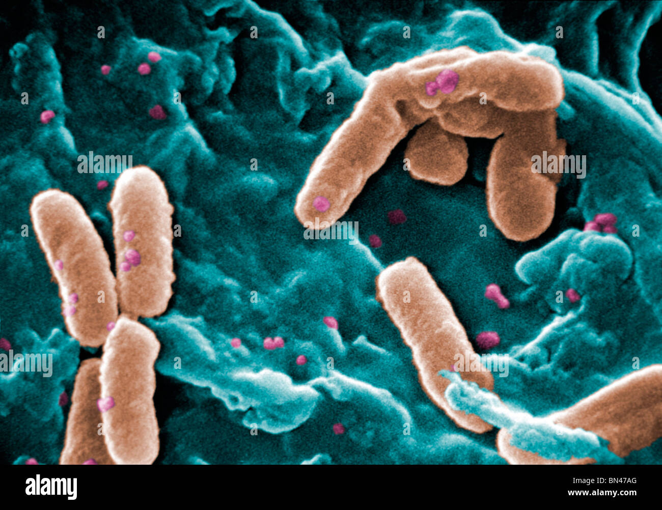 Pseudomonas aeruginosa hi-res stock photography and images - Alamy