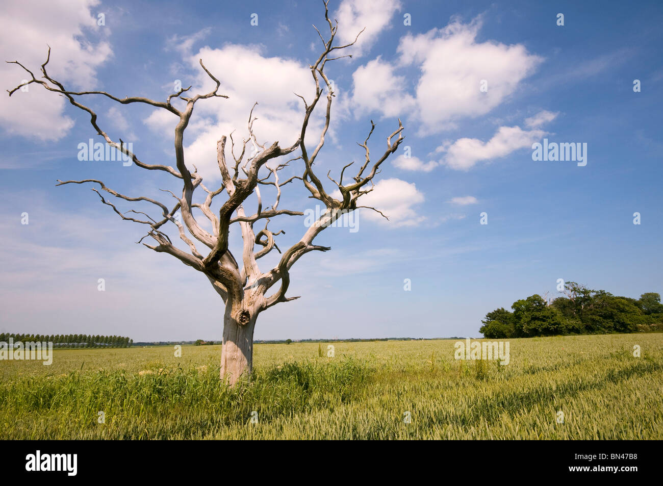 Dead corn tree hi-res stock photography and images - Alamy