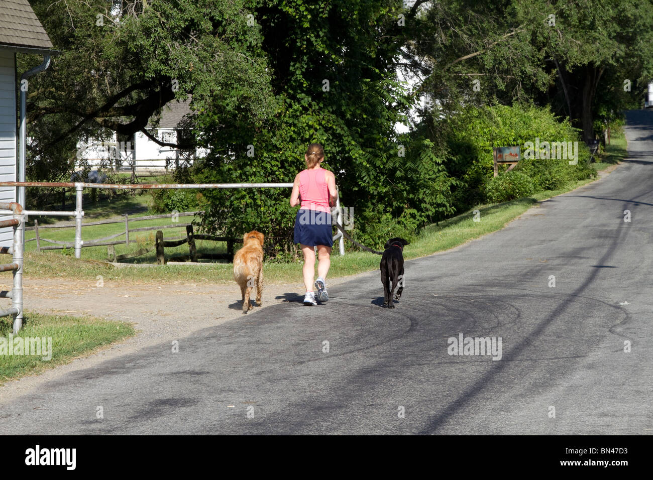 Woman running with two dog along a country road Stock Photo - Alamy